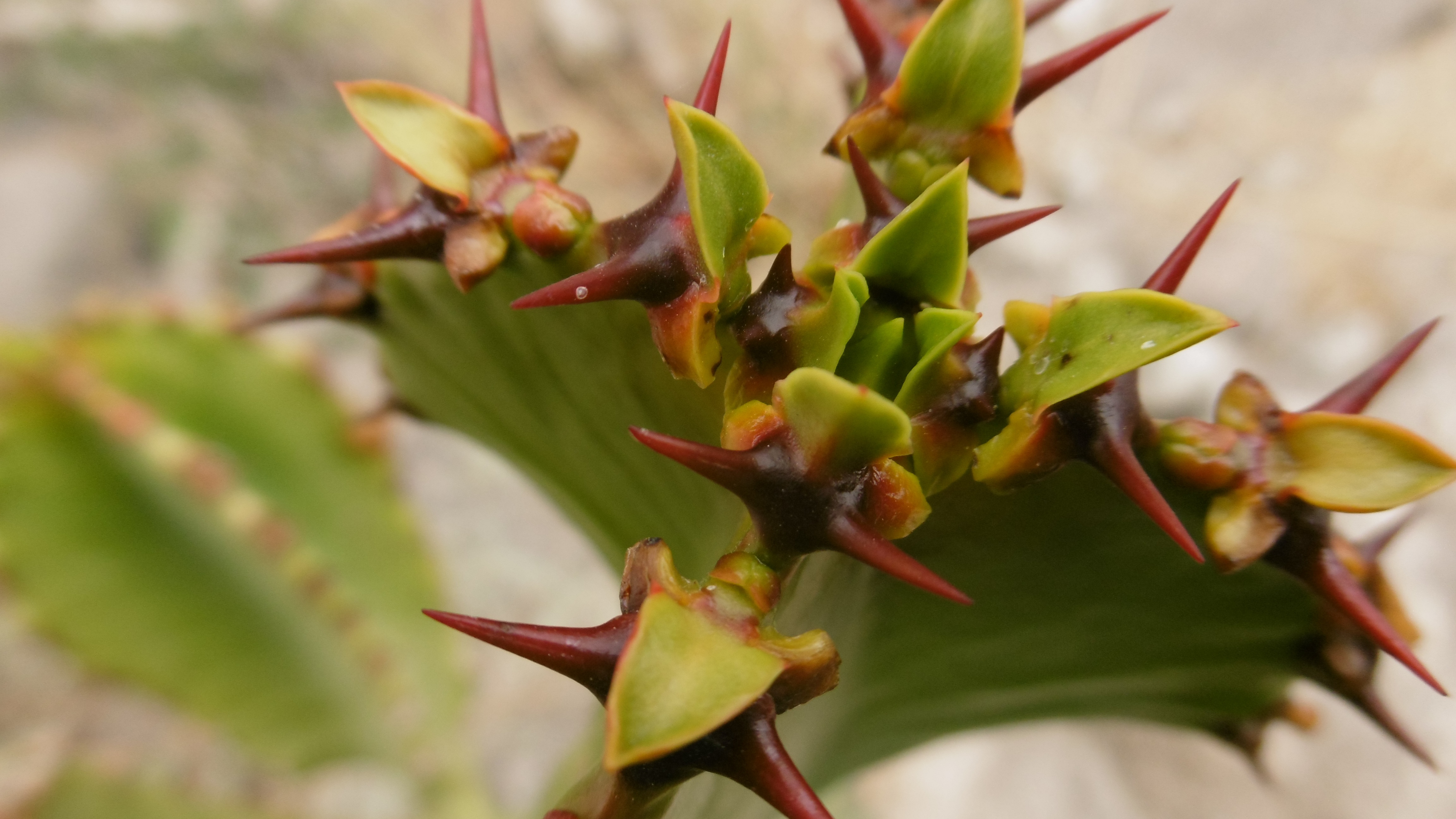 Spina Cactus free image download