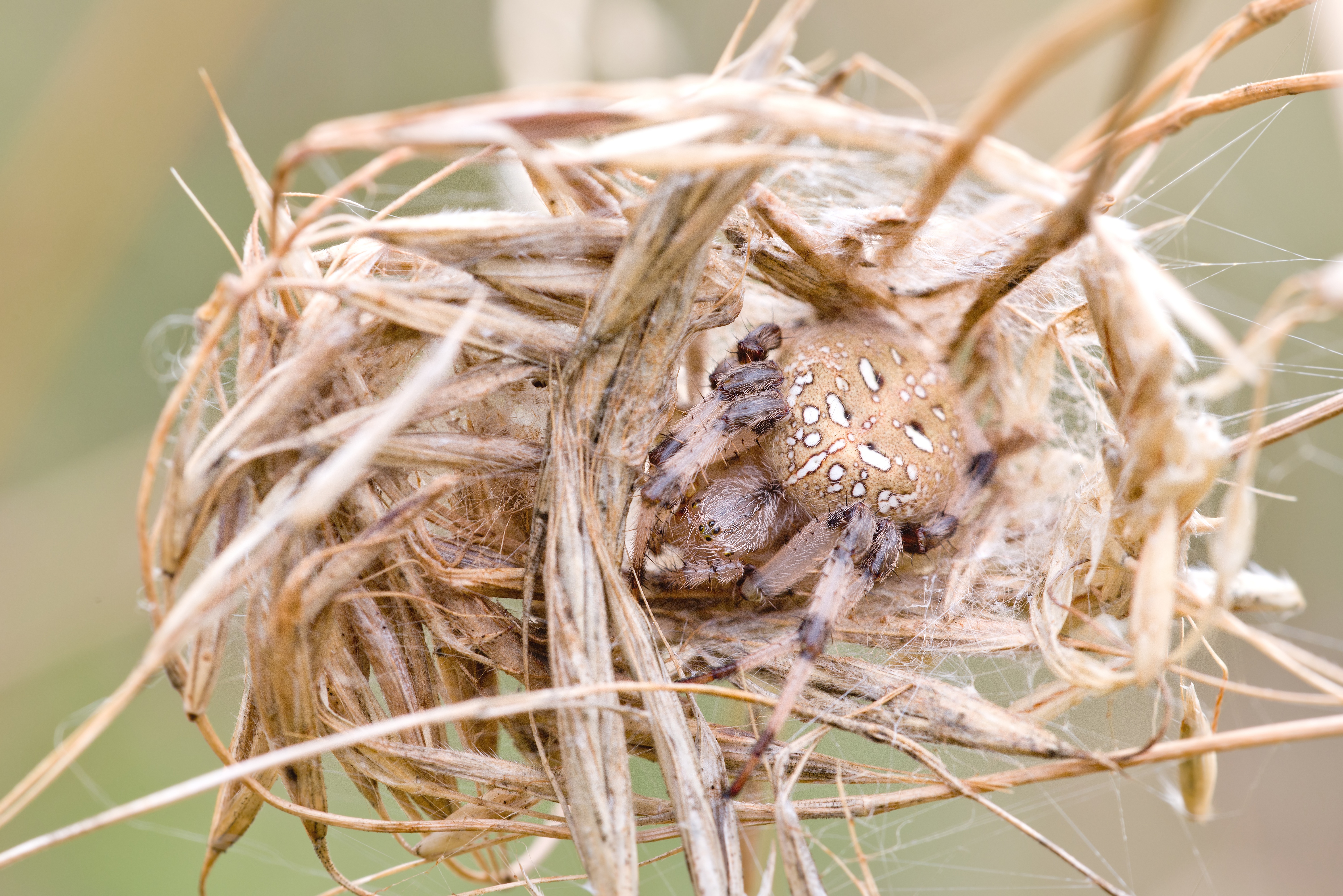 Spider In The Nest Nature Macro free image download