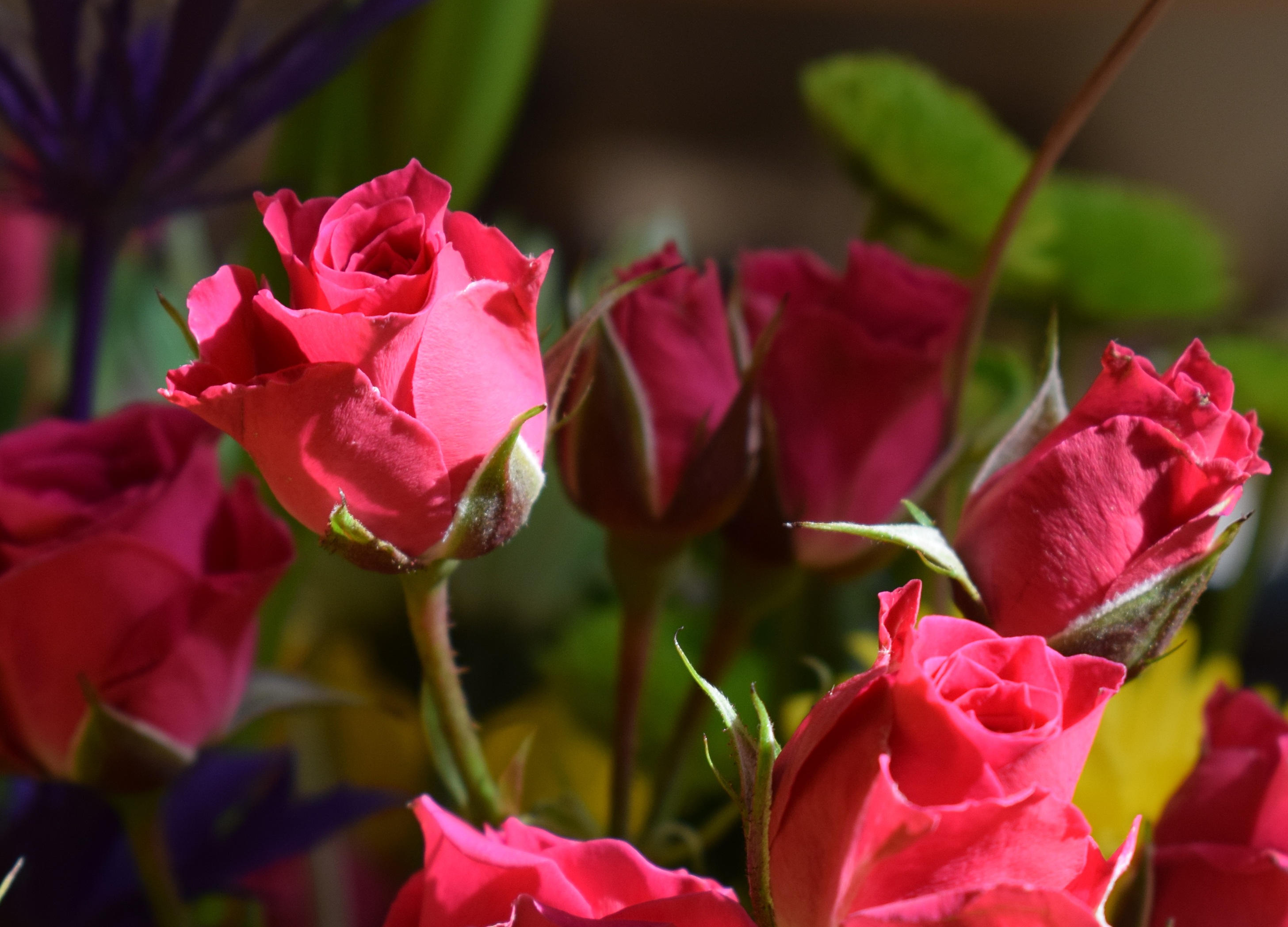Miniature Red Roses Bouquet Flower free image download