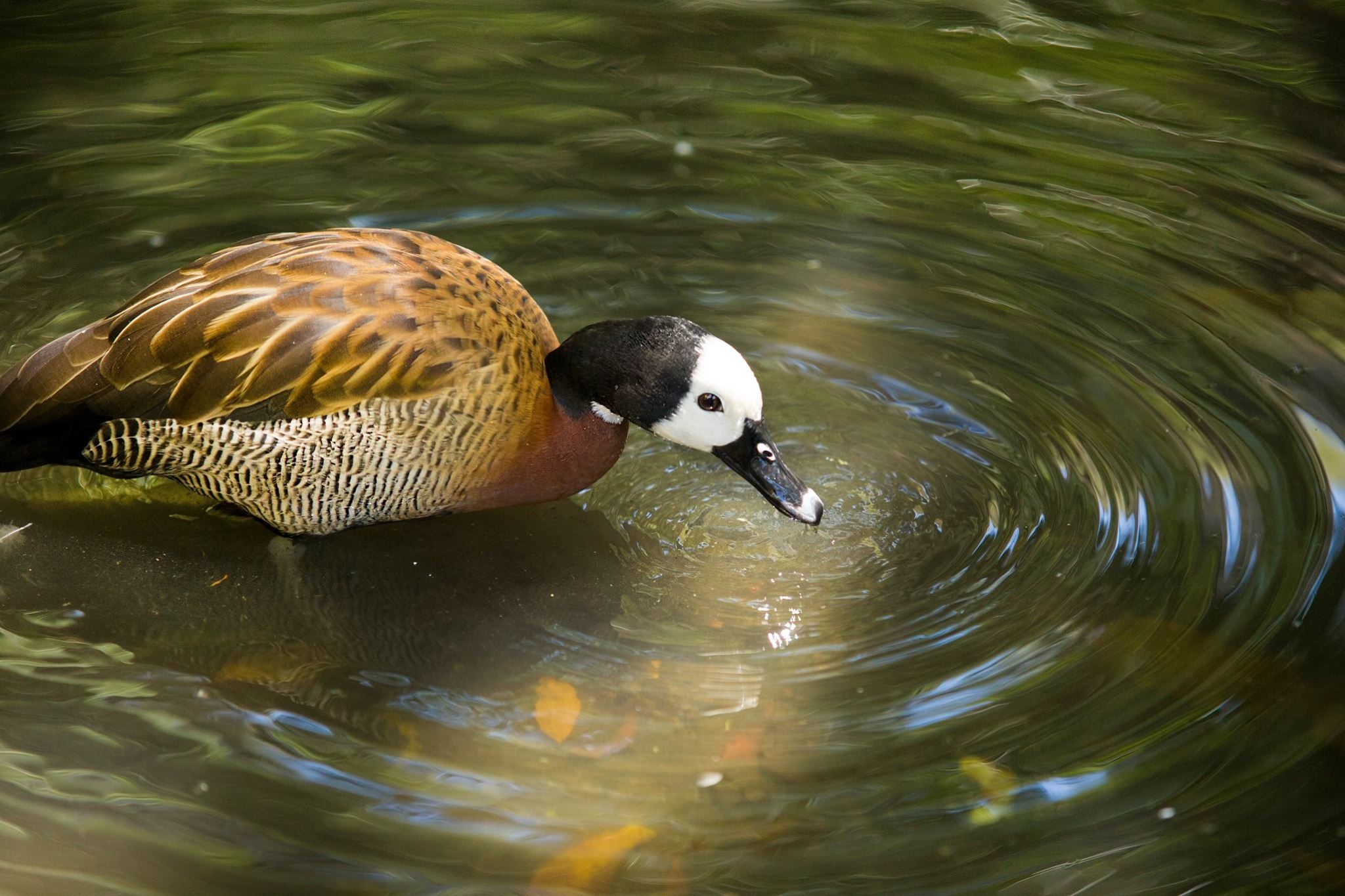 Neotropic Cormorant Agua free image download