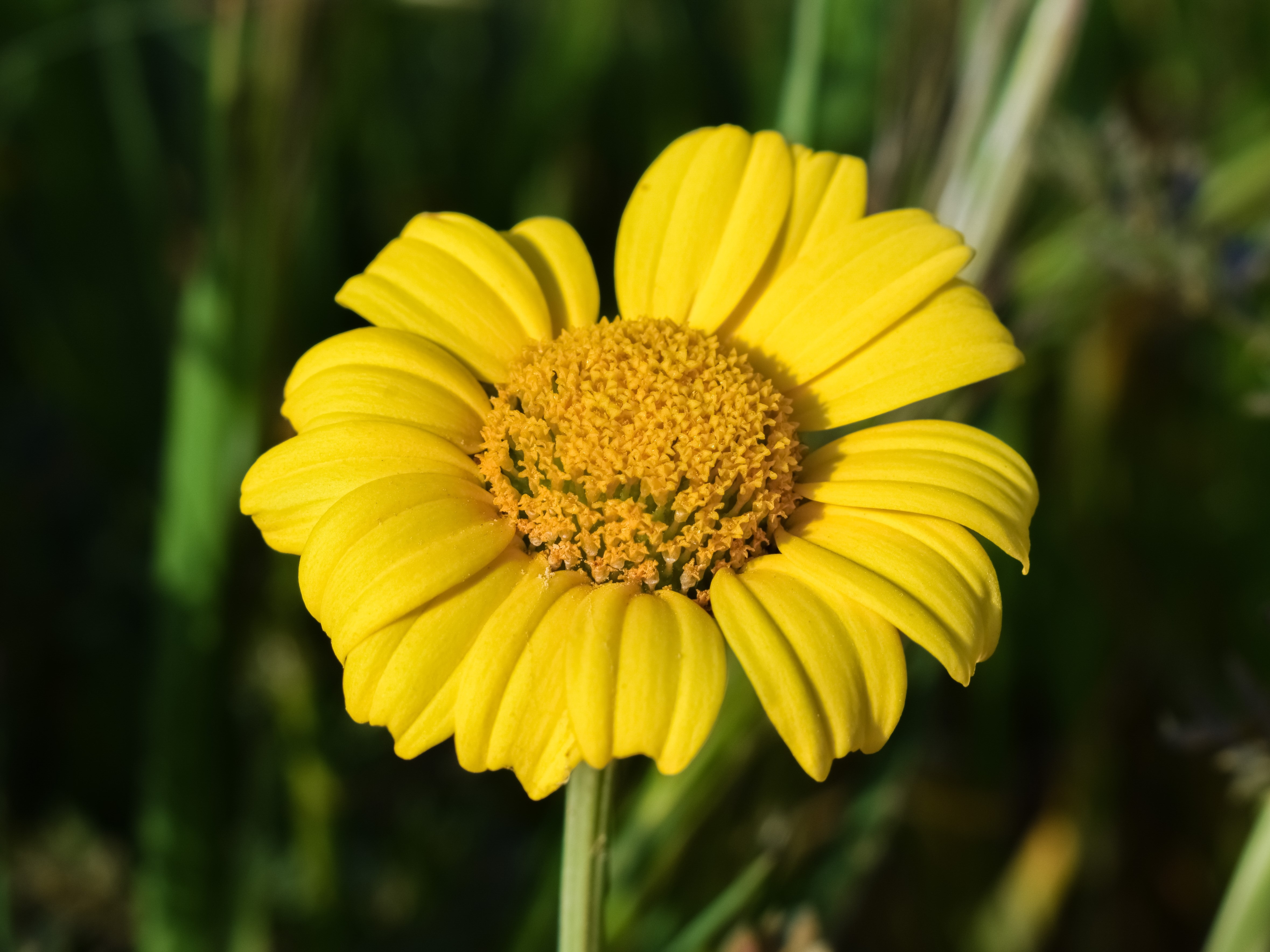 Daisy Yellow Flower free image download