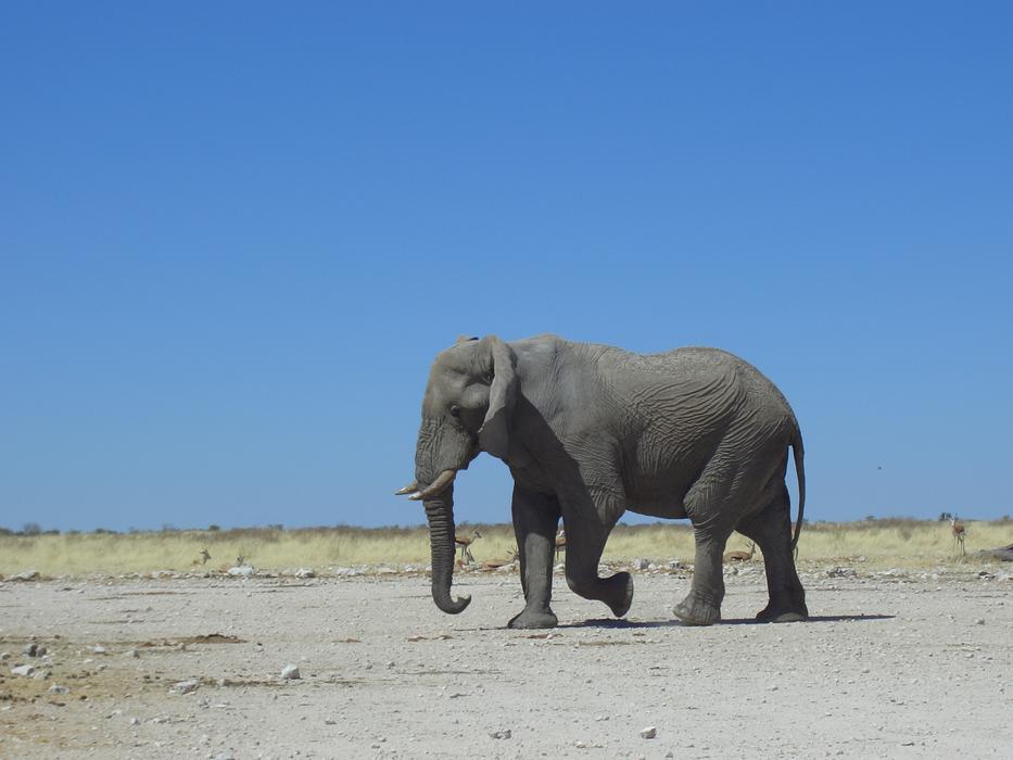 African Elephant walks in wilderness, namibia free image download