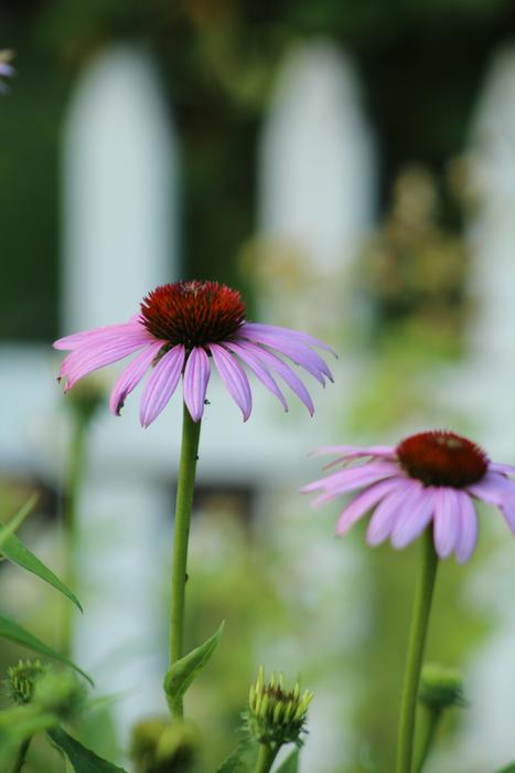 Purple Flowers Picket free image download