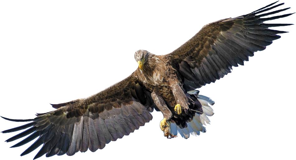 Beautiful big eagle free image download