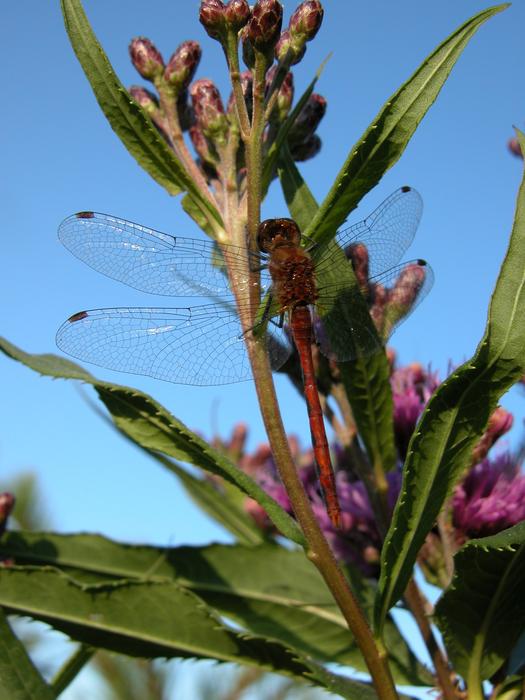 Dragonfly Swamp Milkweed Red free image download
