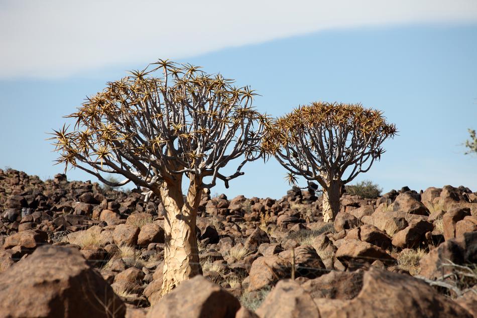 Exotic trees in africa free image download