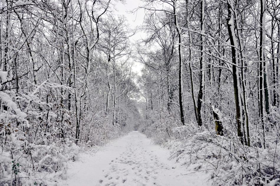 Winter Forest Snow Running free image download