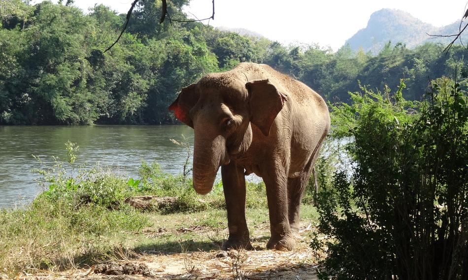 Pachyderm Elephant National Park free image download