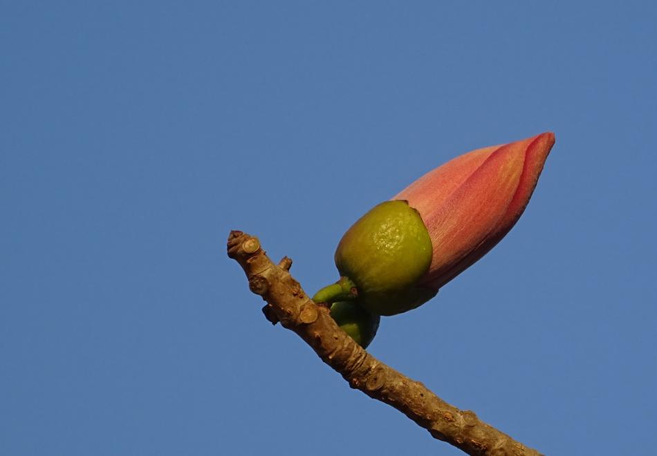 Bud Flower Shimul Bombax free image download