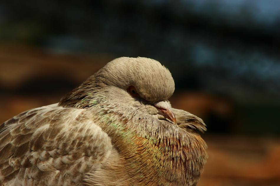 Pigeon Innocent Birds Sleep free image download