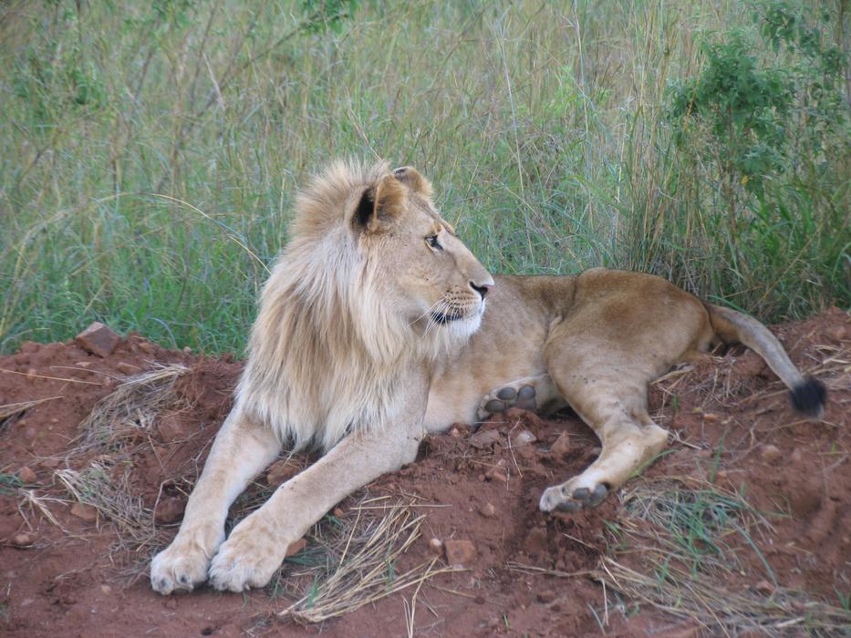 Kenya Maasai-Mara free image download