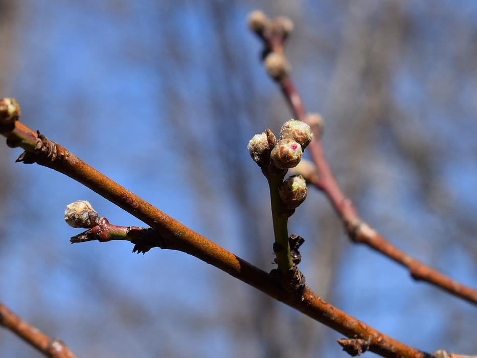 Peach Blossom Buds Tree Bud free image download