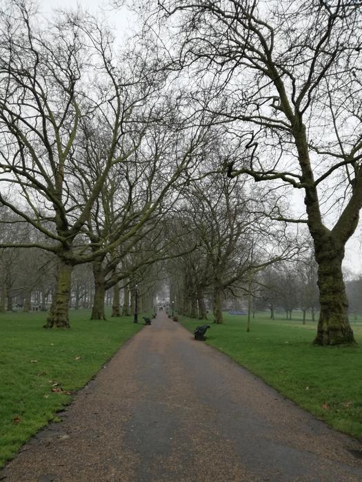 Park Path Trees free image download