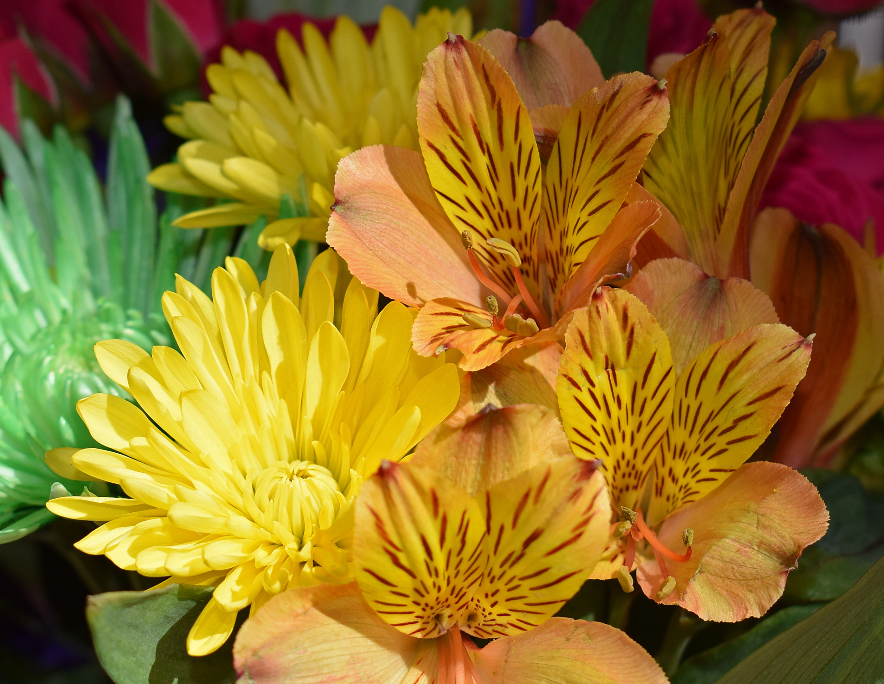 Alstroemeria Peruvian Lily free image download