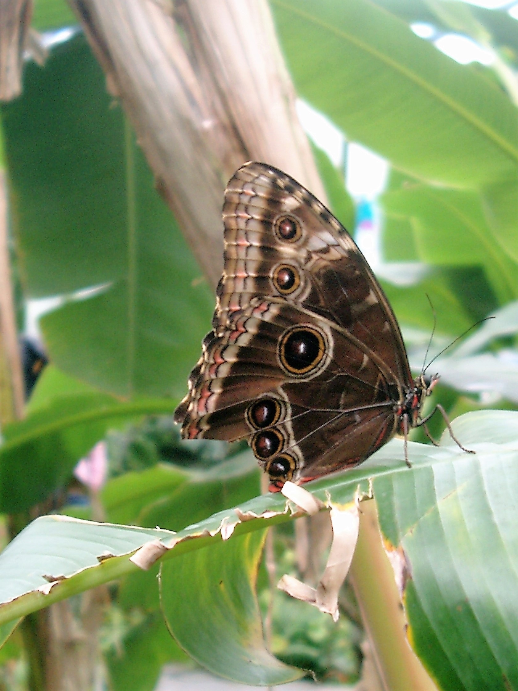 Butterfly Insect Garden free image download