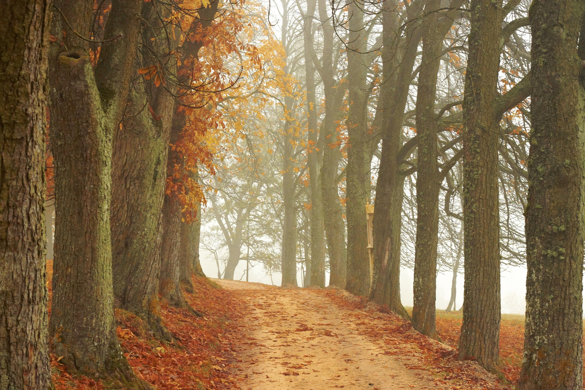 Trees Away Autumn free image download