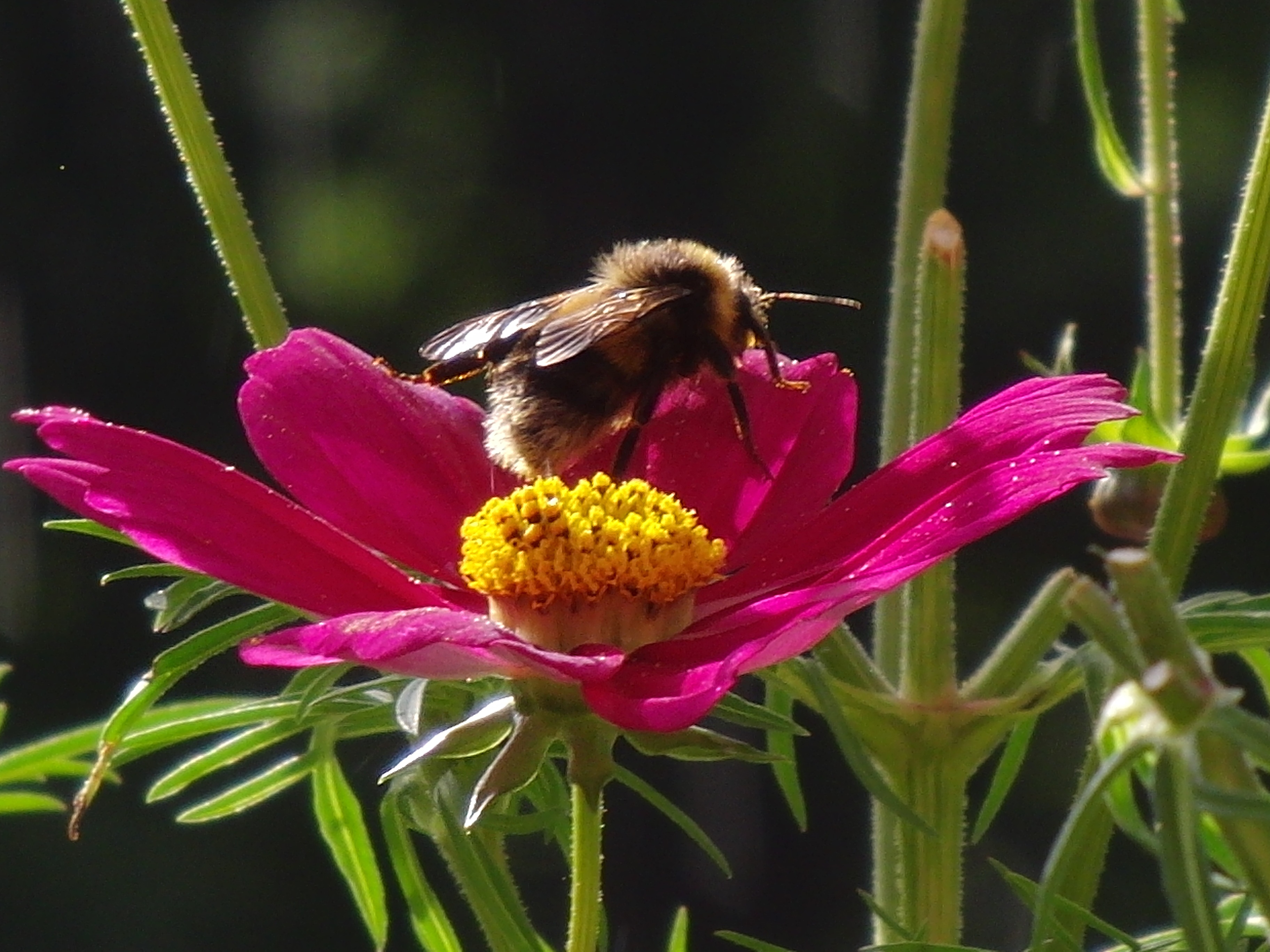 Flower Bee macro view free image download