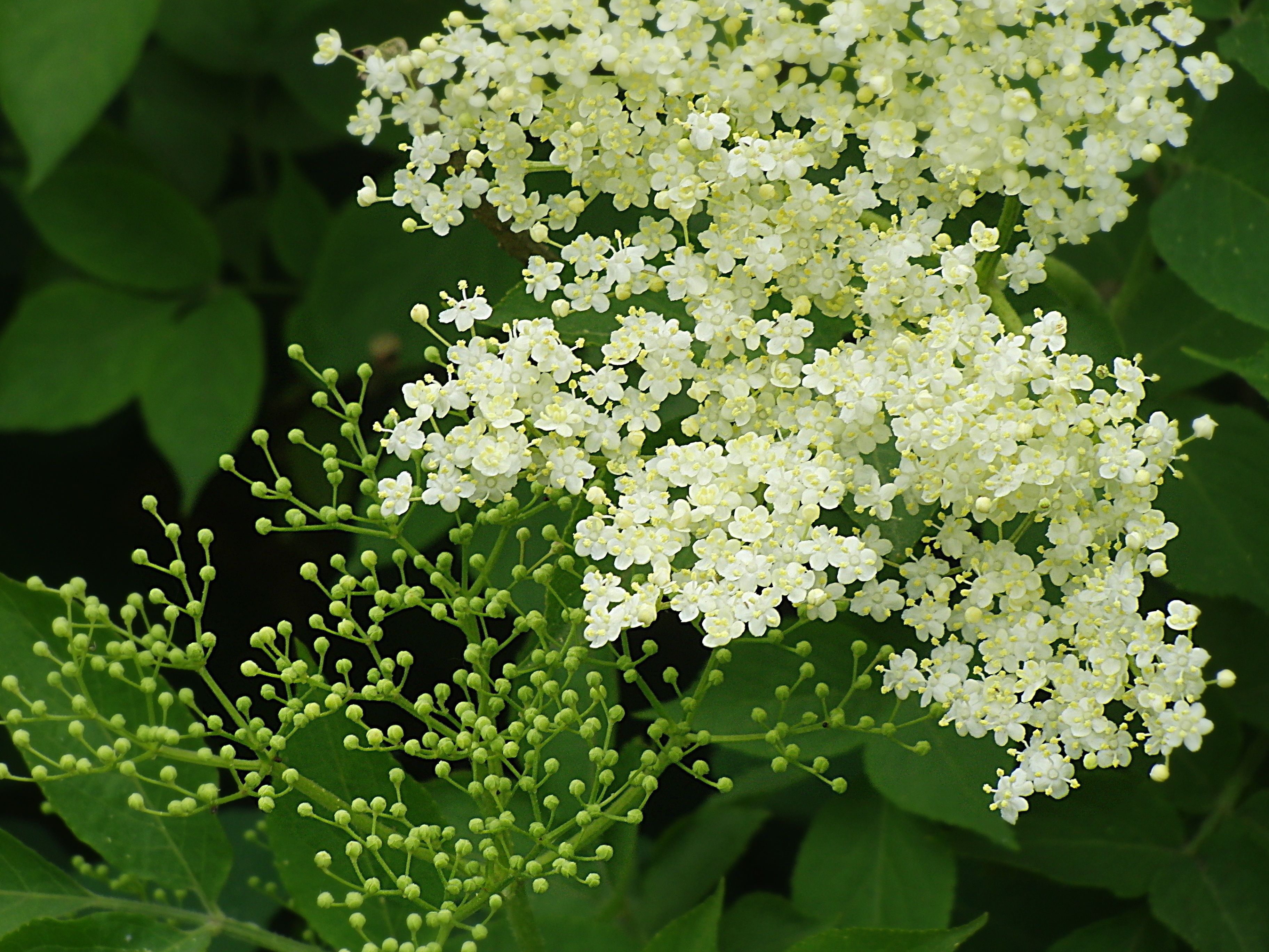 Elderflower Holler Sambucus Nigra free image download