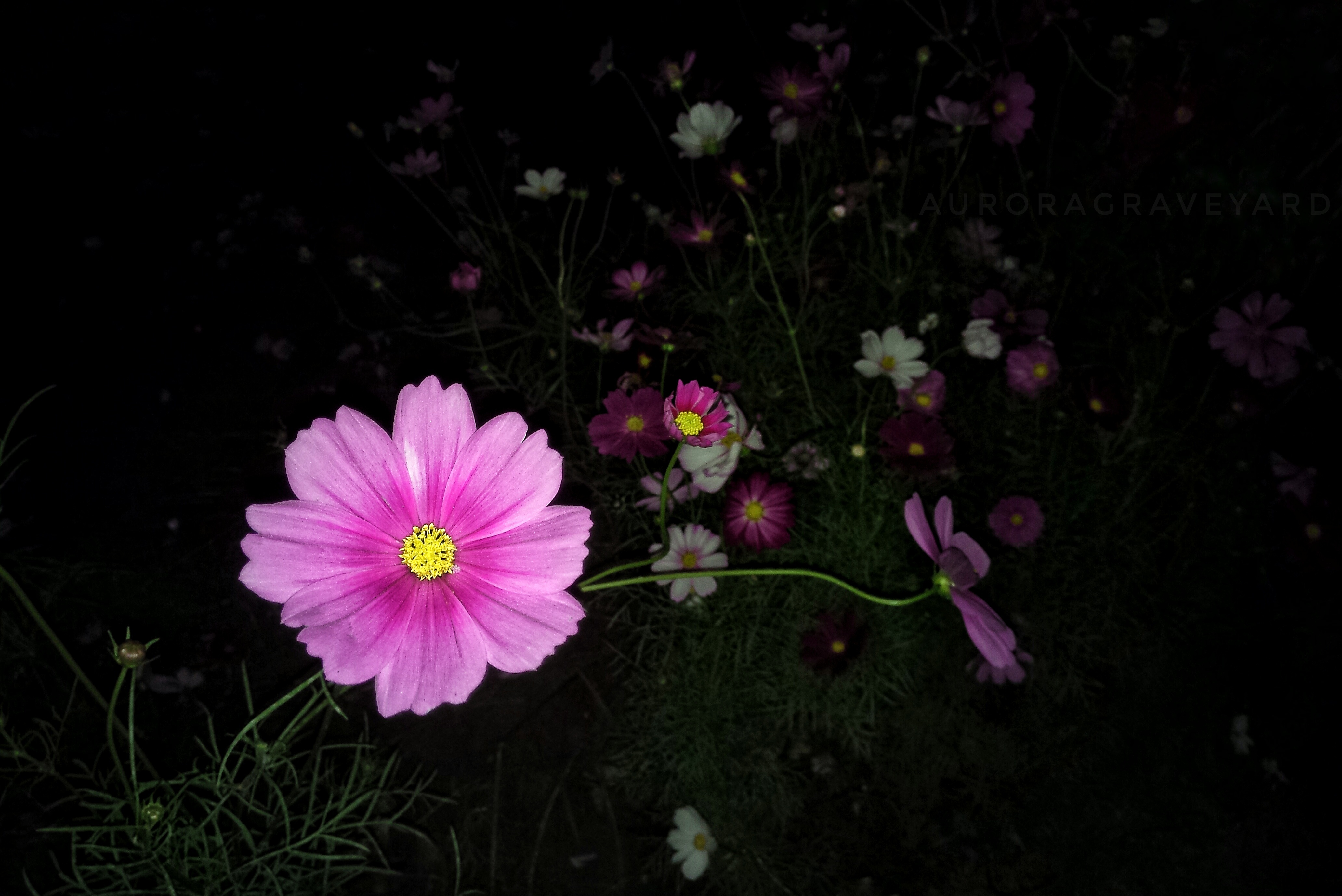 Flower Night Aurora free image download