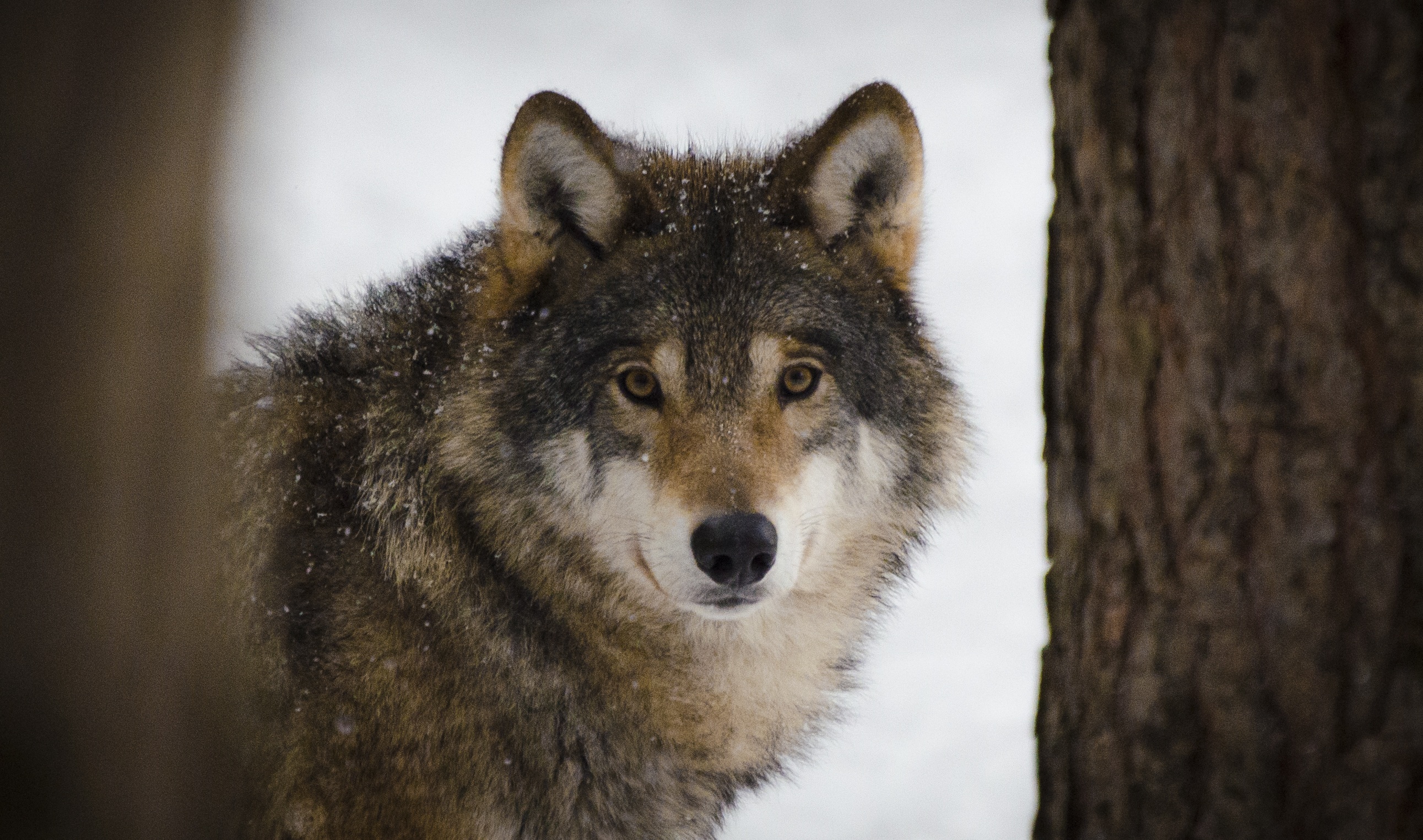 Wolf Predators Wildlife free image download