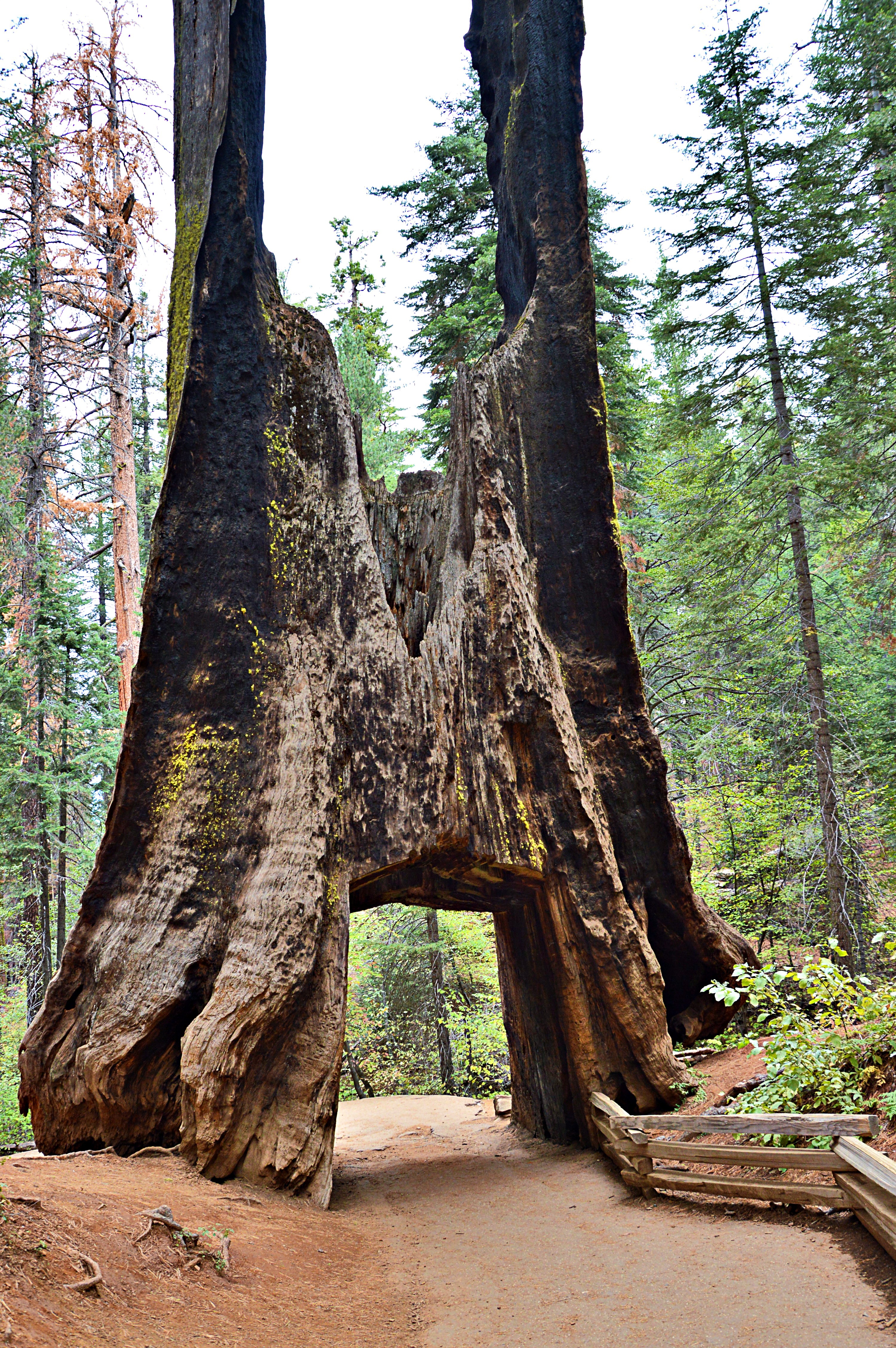 Usa Sequioa Tree Sequoia Trees free image download