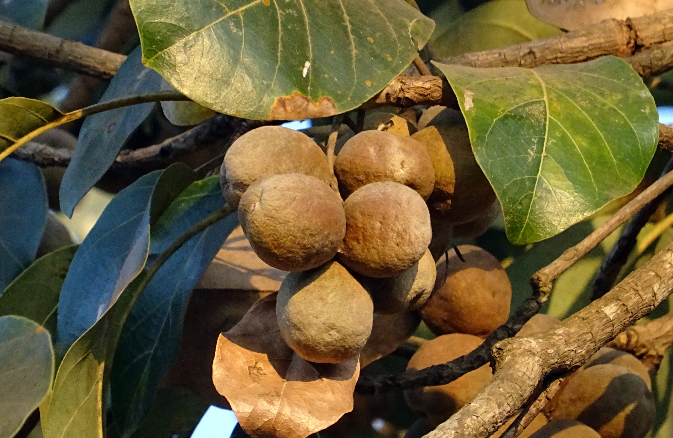 Fruit Nut Terminalia Bellirica free image download