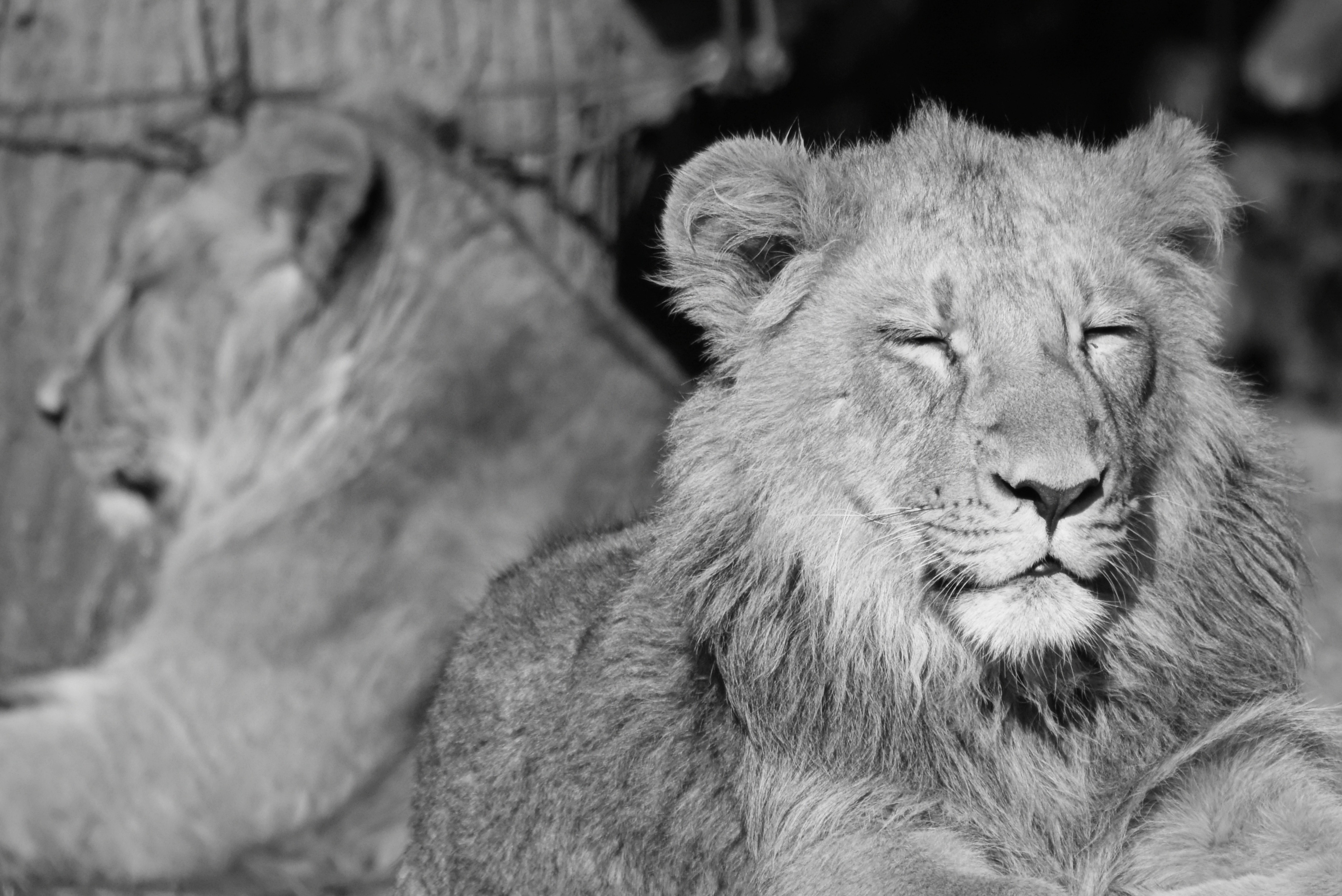 Fabulous Lions Animal monochrome free image download