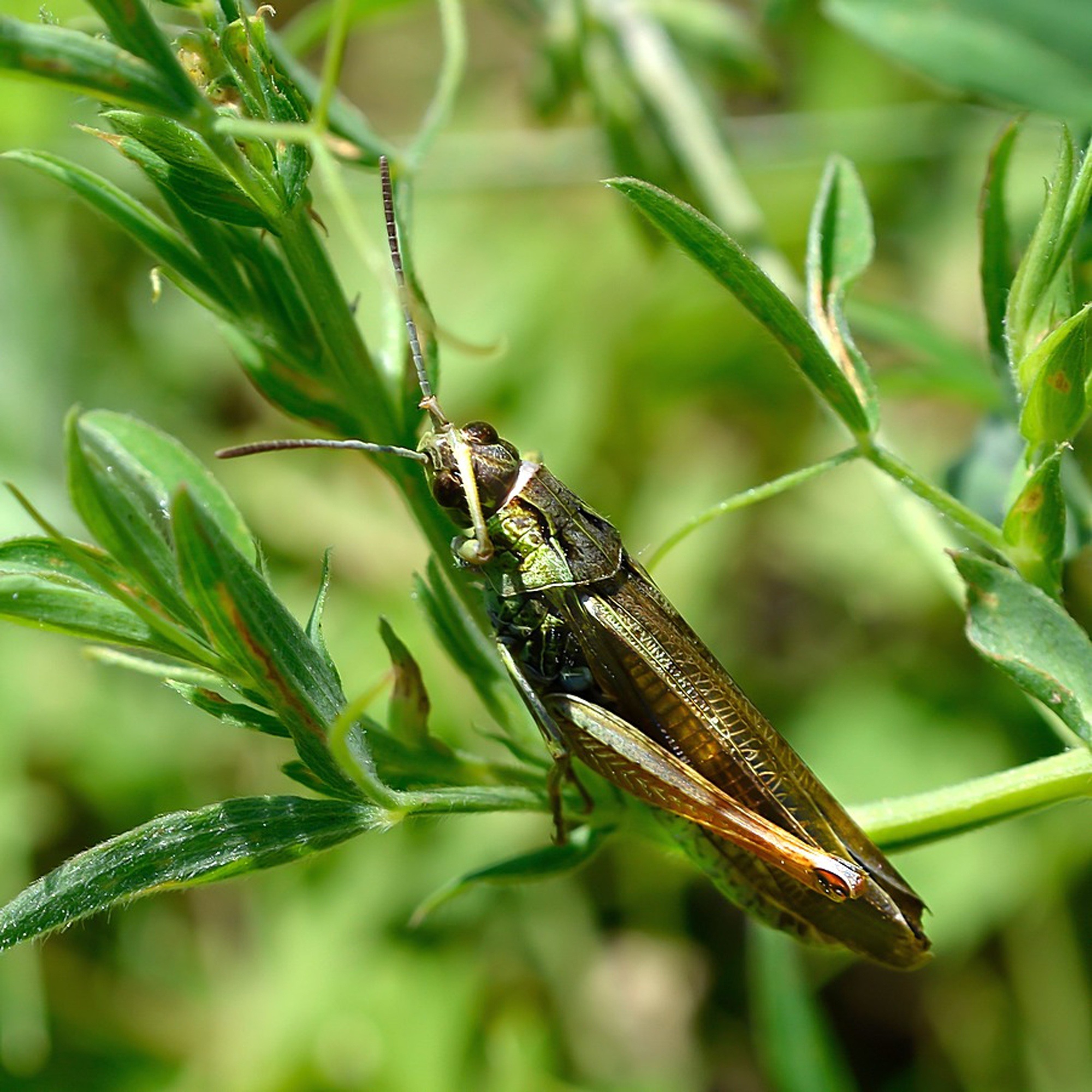 Grasshopper Grass Summer free image download