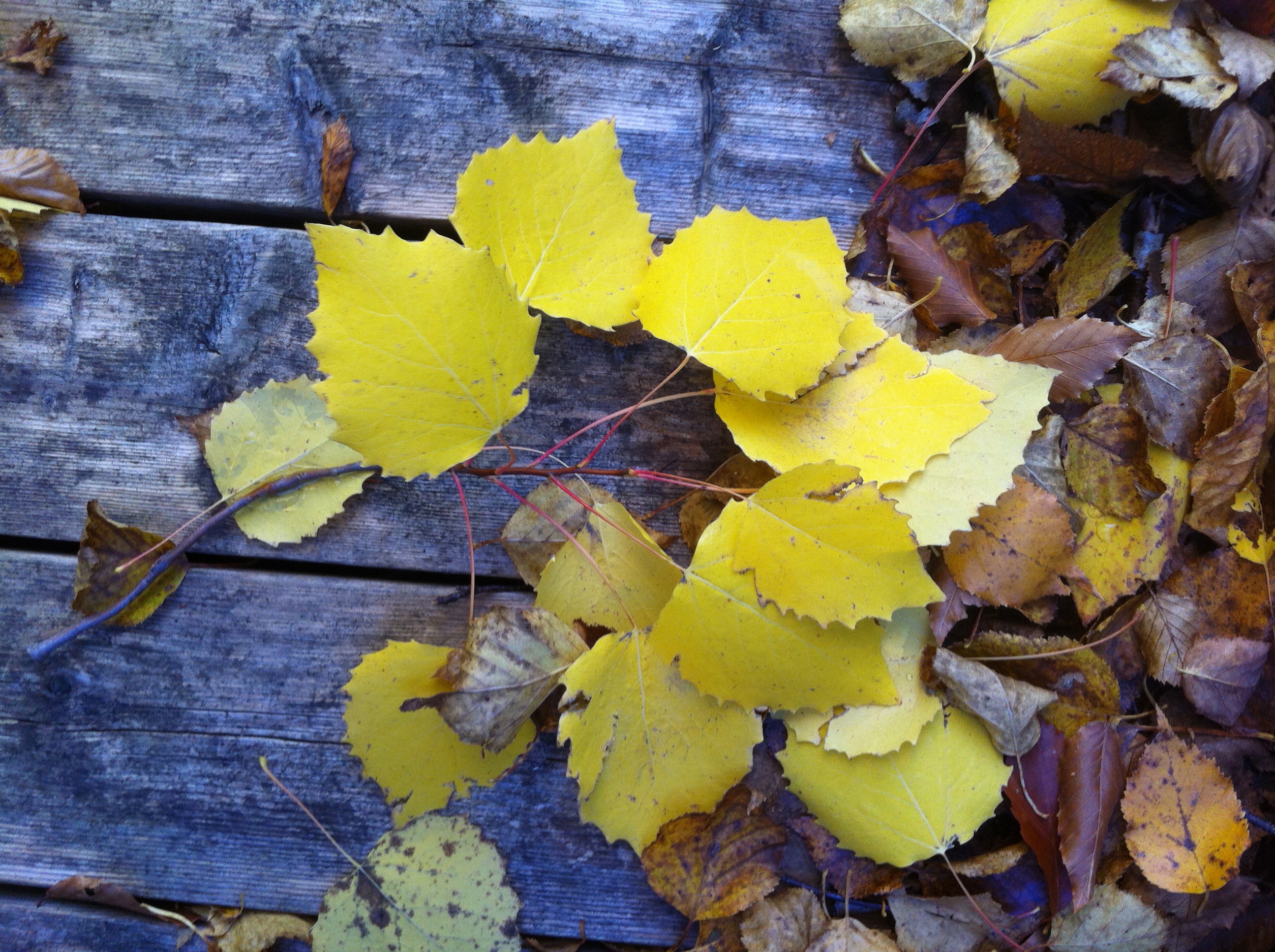 Yellow Leaf Outdoor free image download