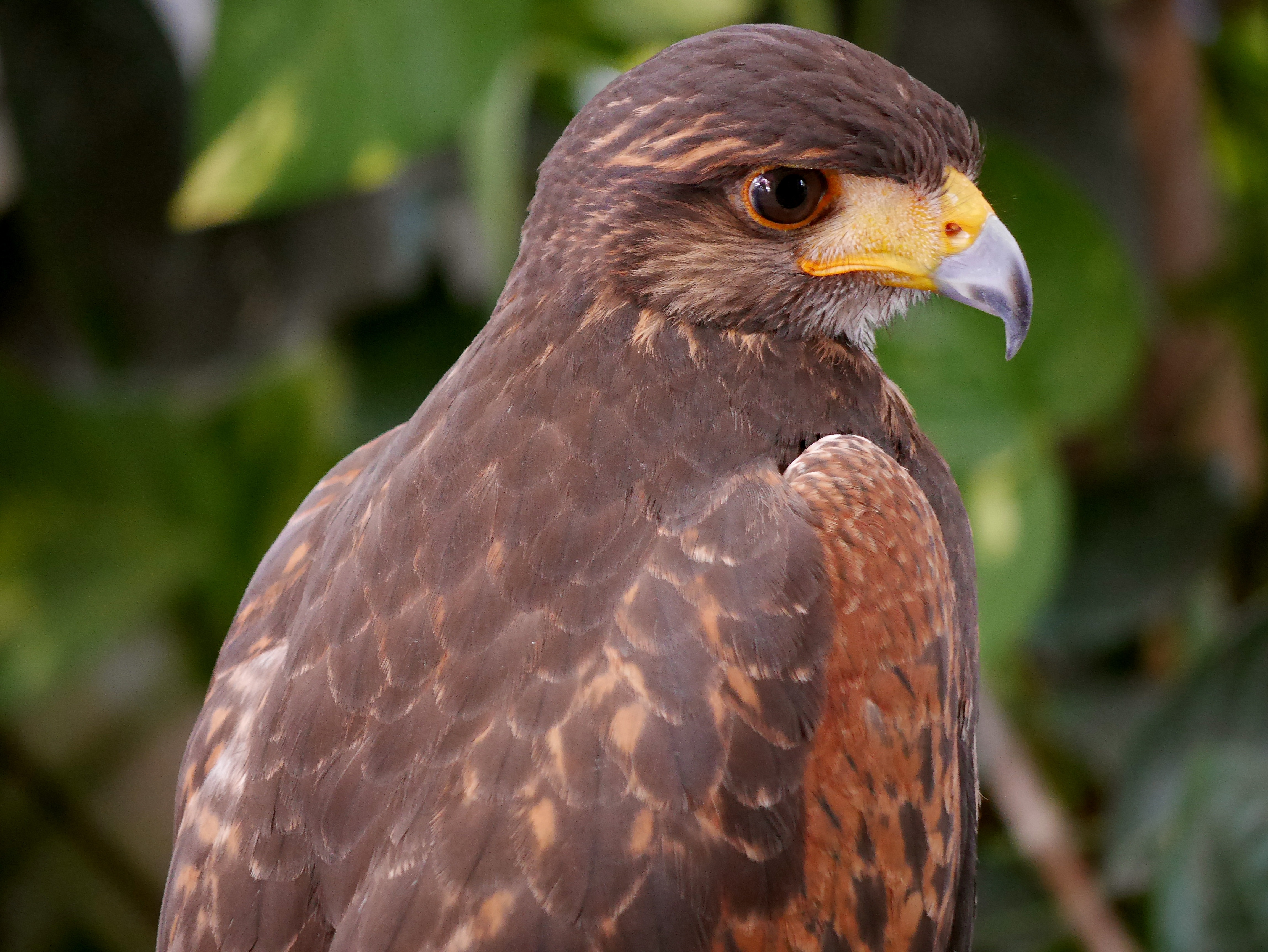 Kite Eagle free image download