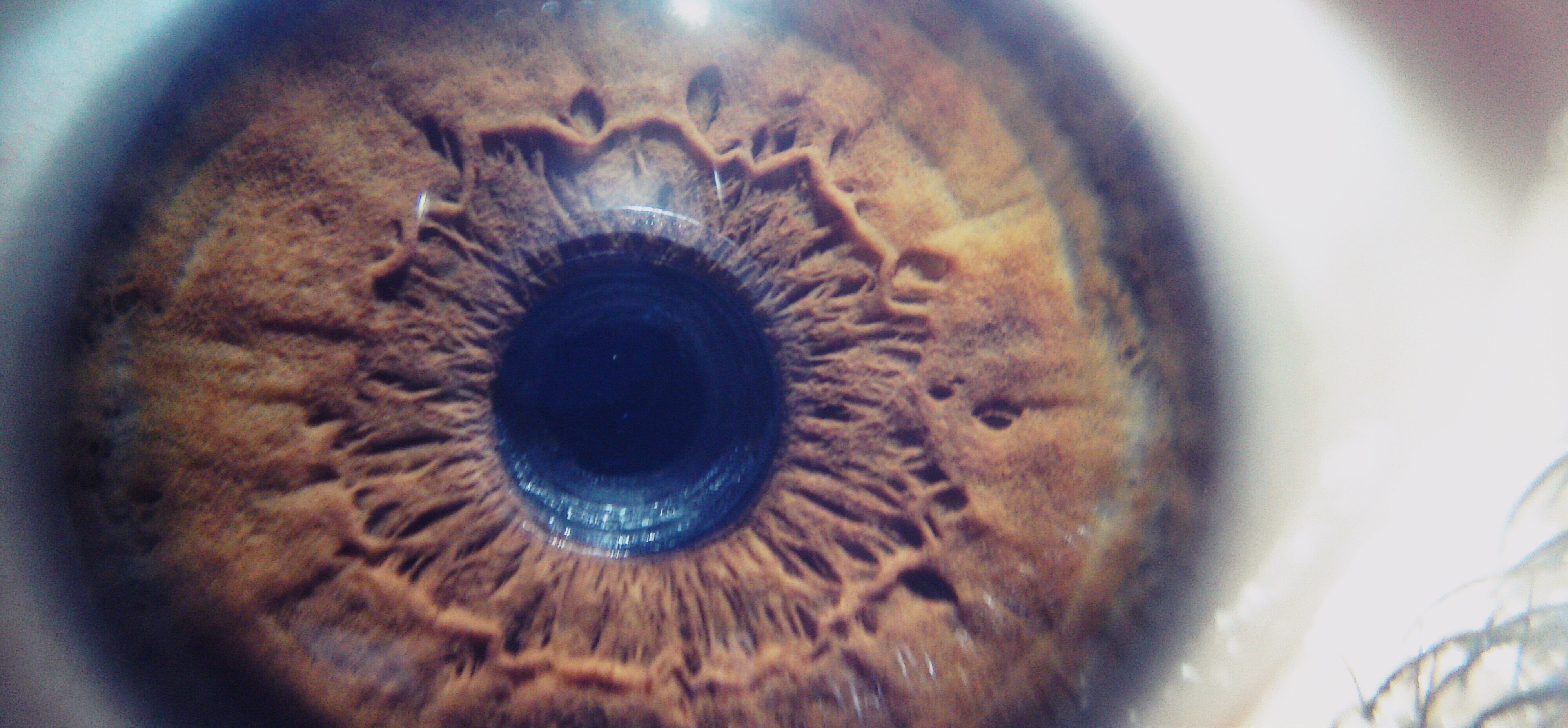 Eye Face Macro free image download