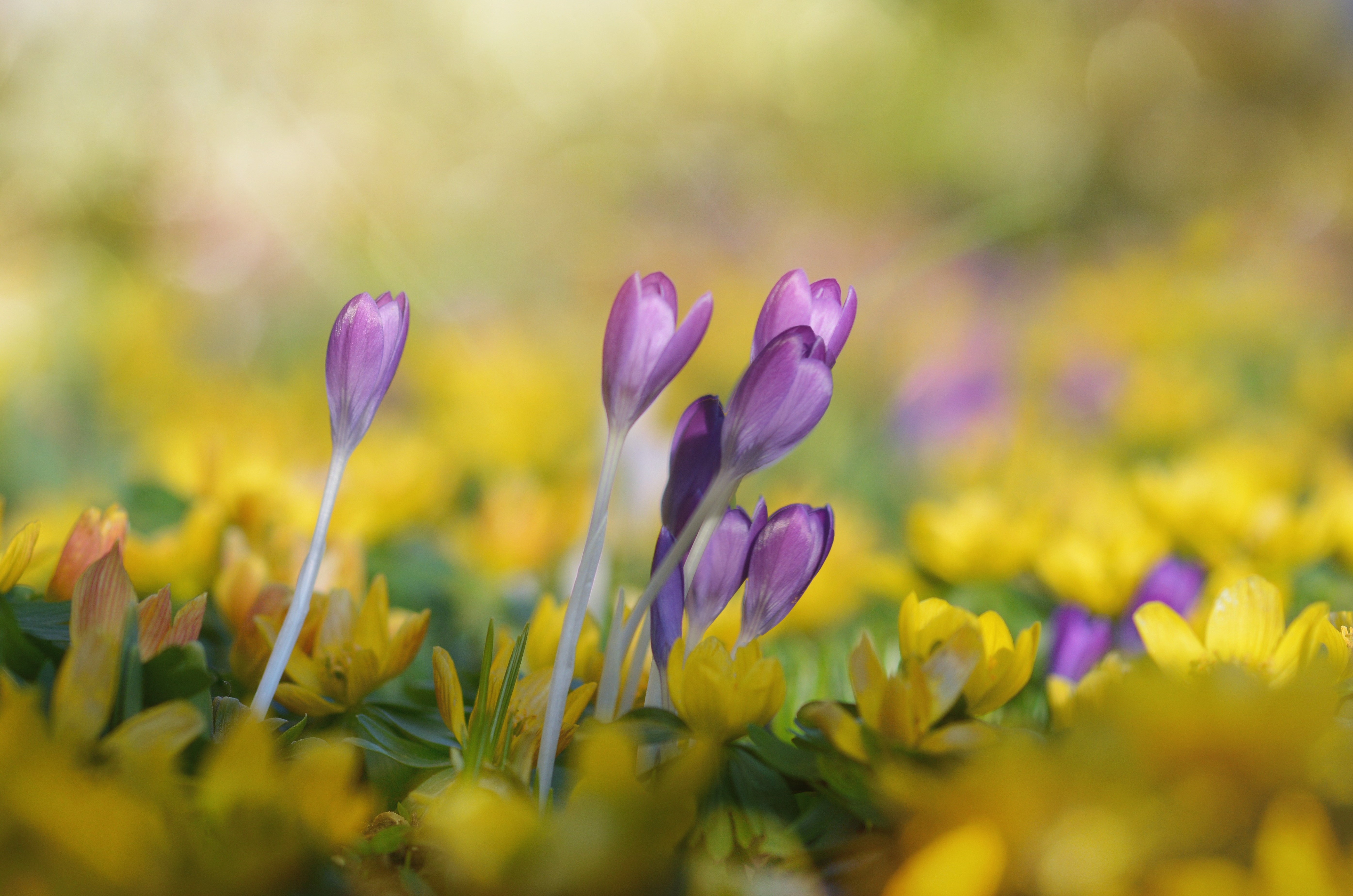 Crocus Winterling Purple free image download