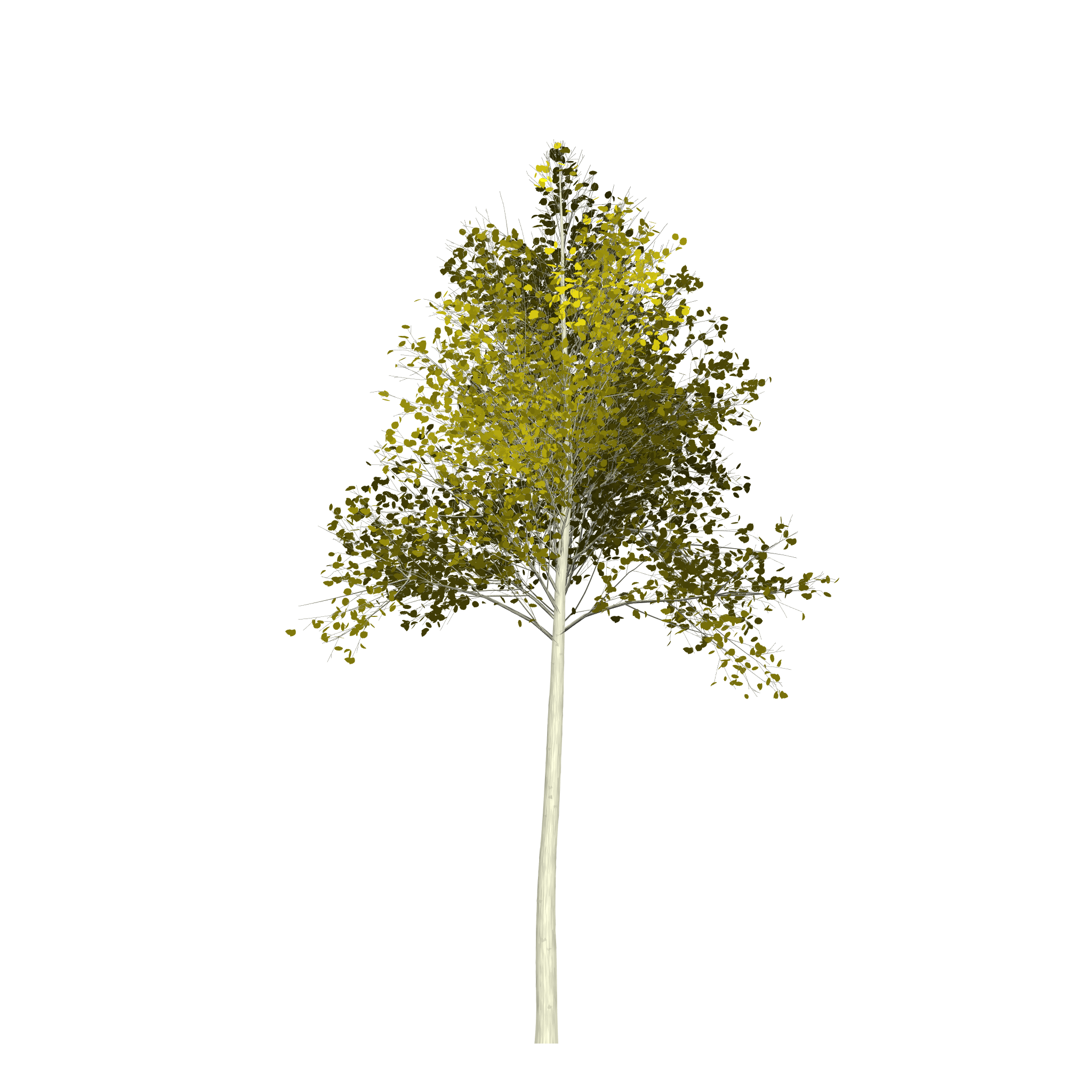 Aspen tree green leaf painted tree free image download