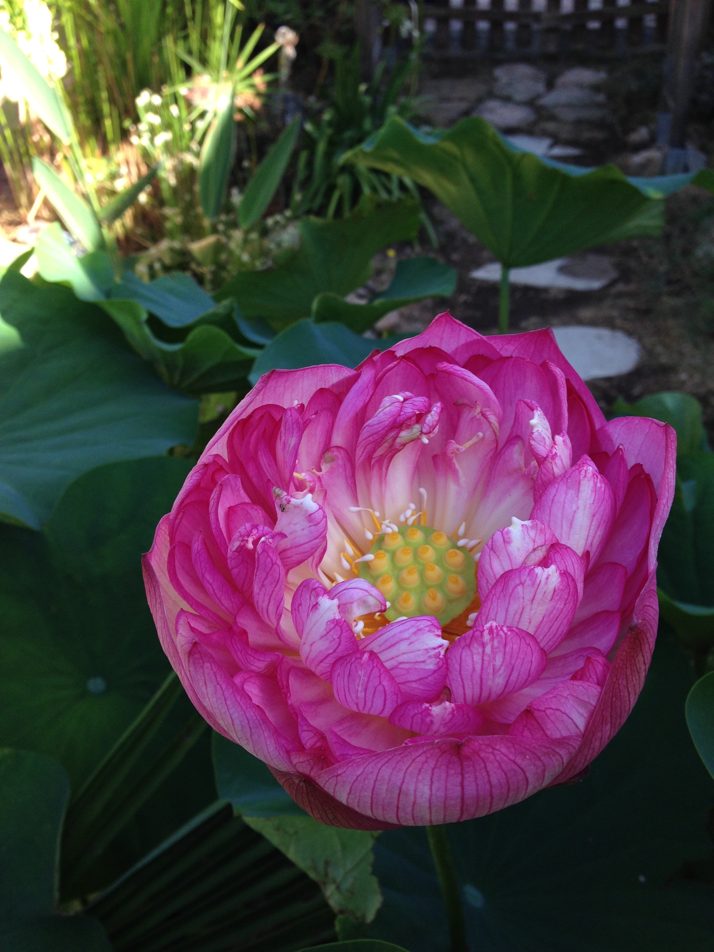 Lotus Two Days free image download