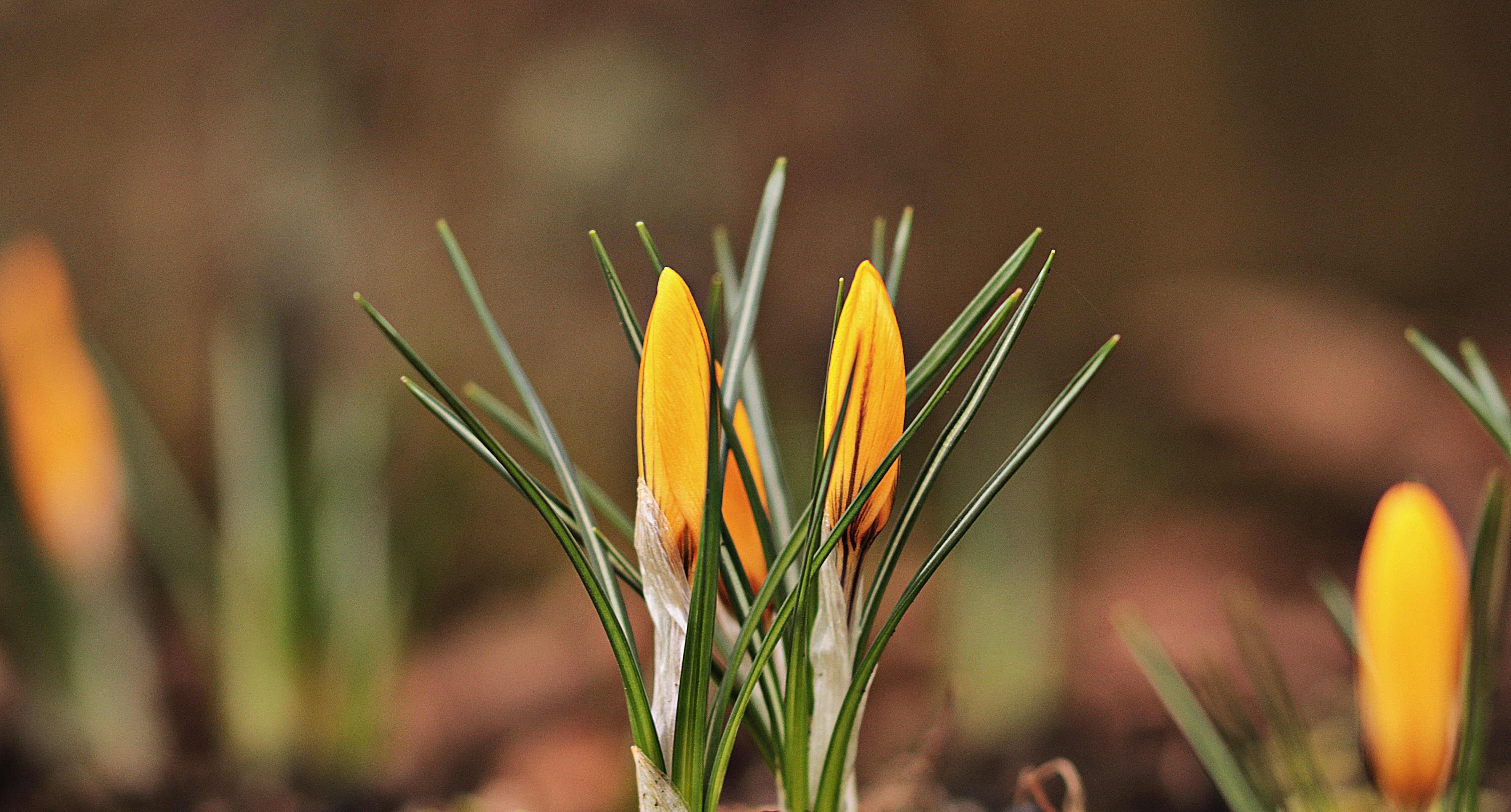 Garden Spring Crocus free image download