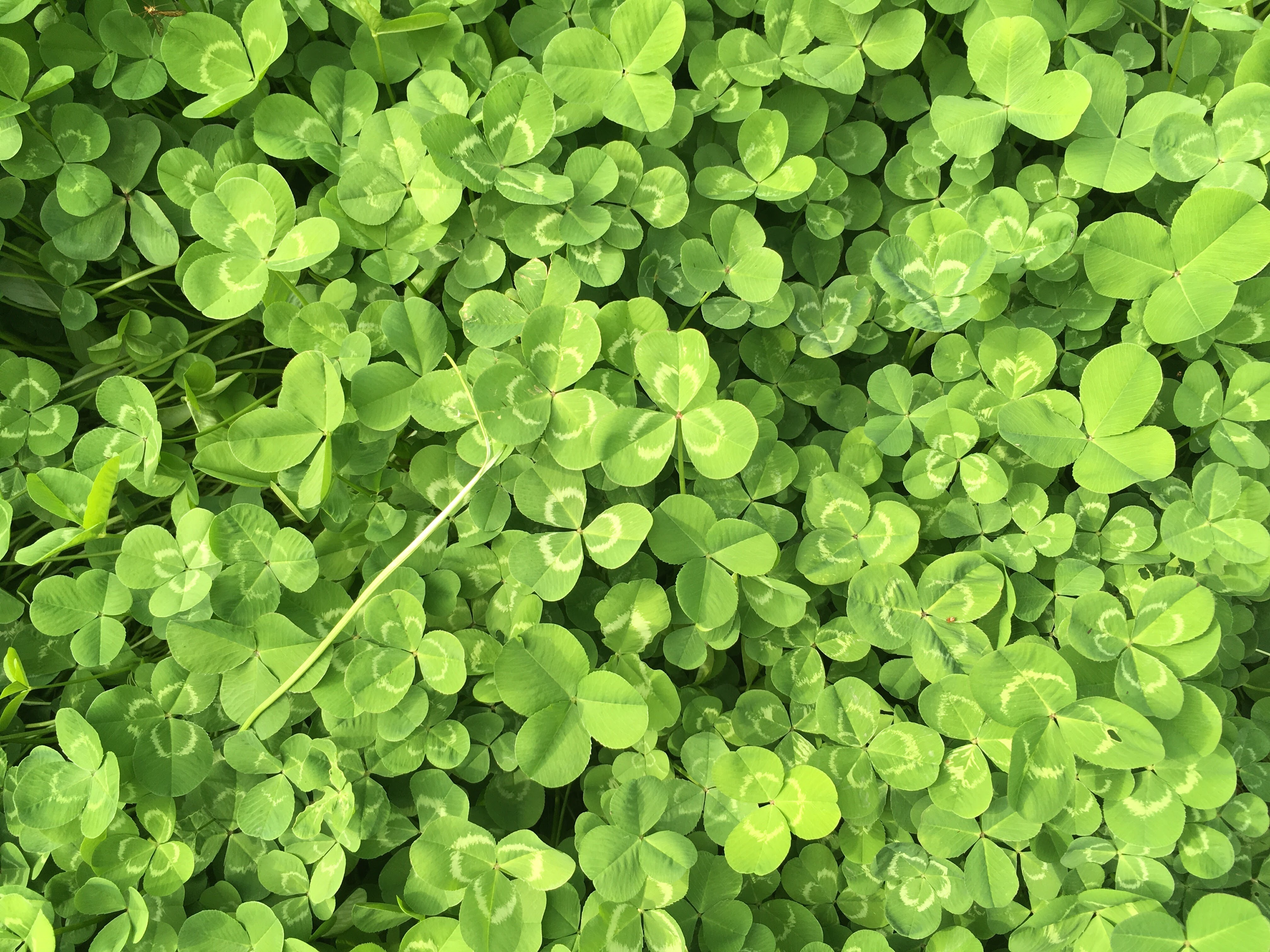 Clover Green free image download