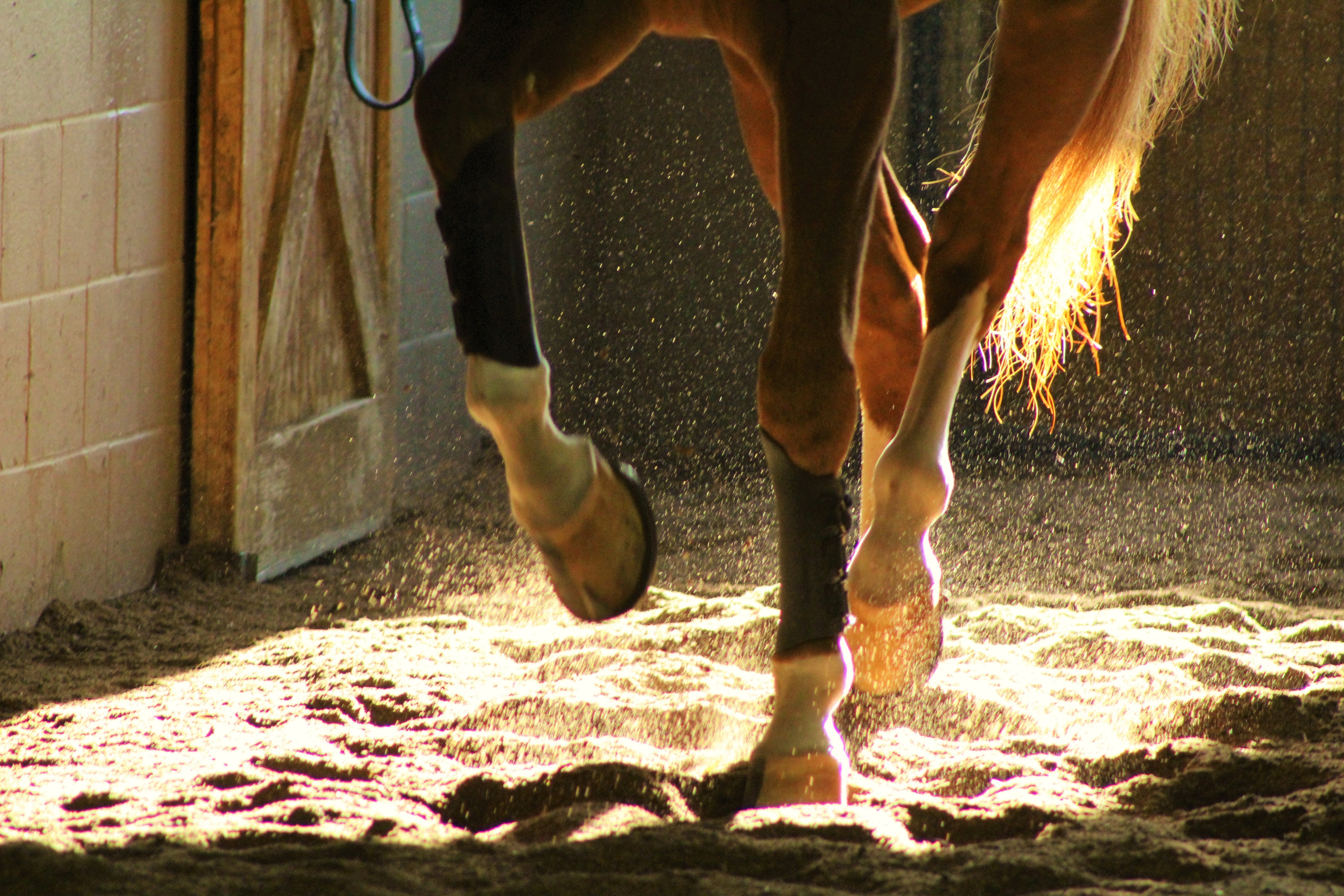 Dancing Horses Hooves free image download