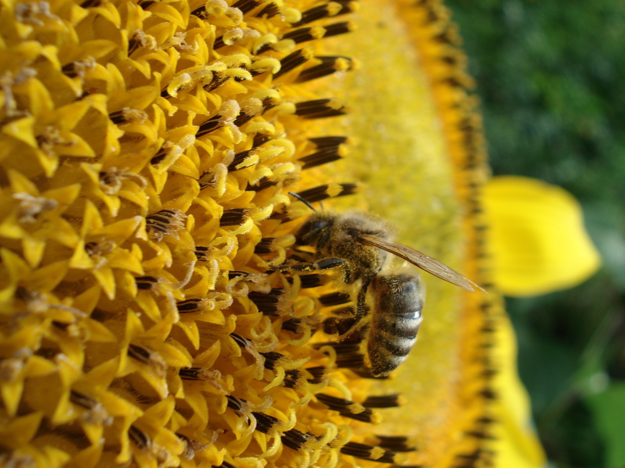 Bee Nature Flower Sun free image download