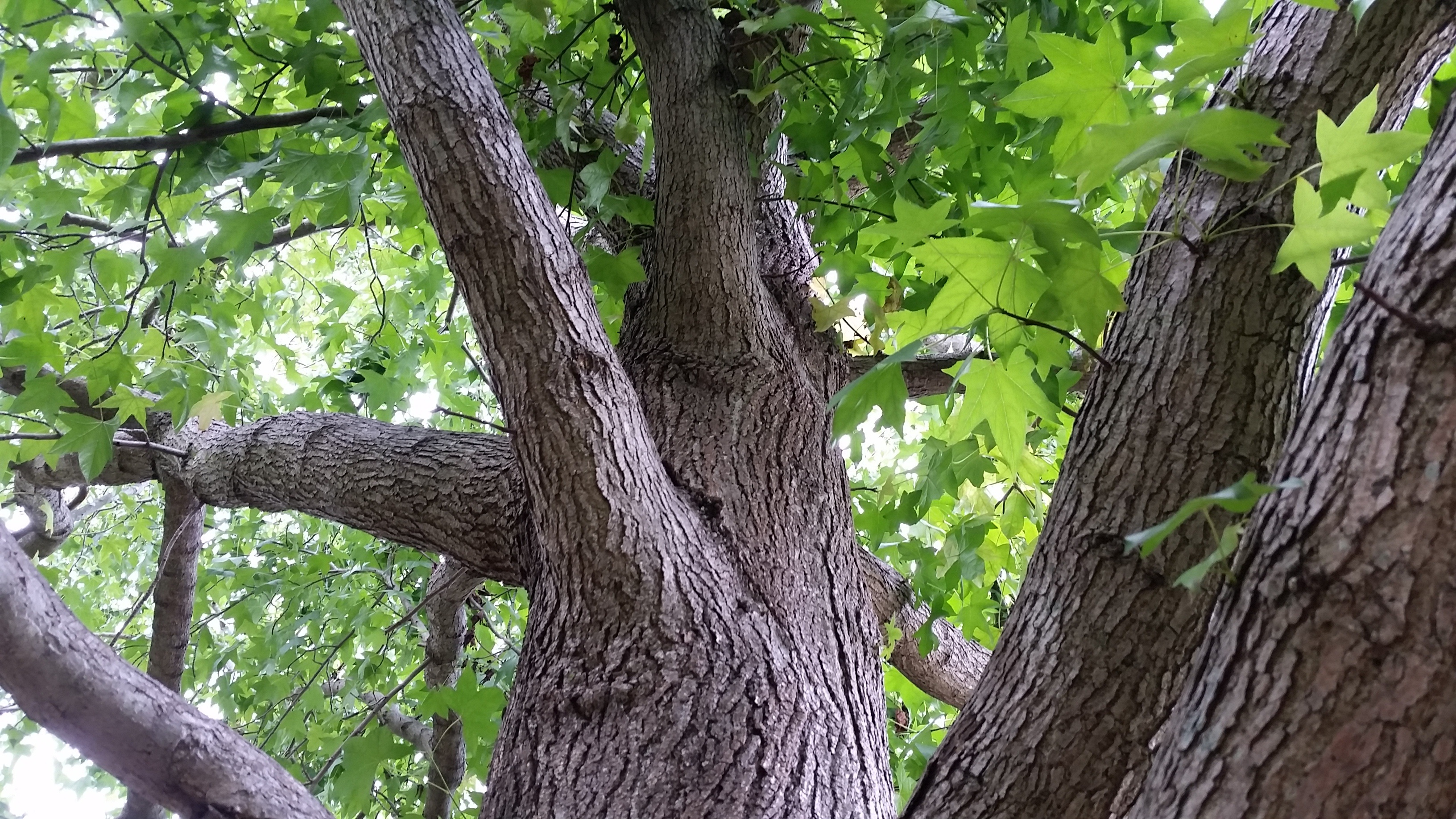 Tree Shade Nature free image download