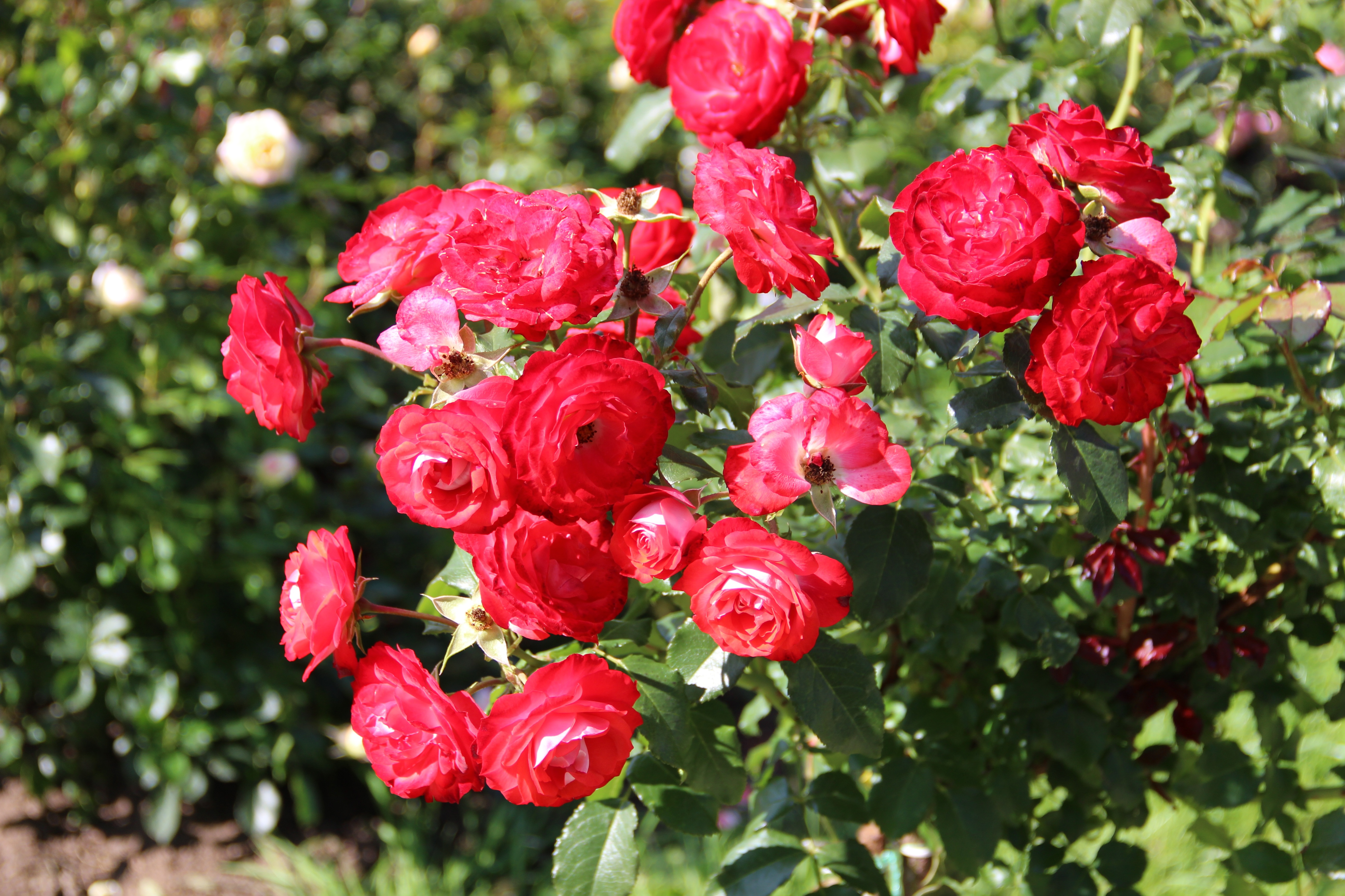 Bright red Rose Garden at Summer free image download