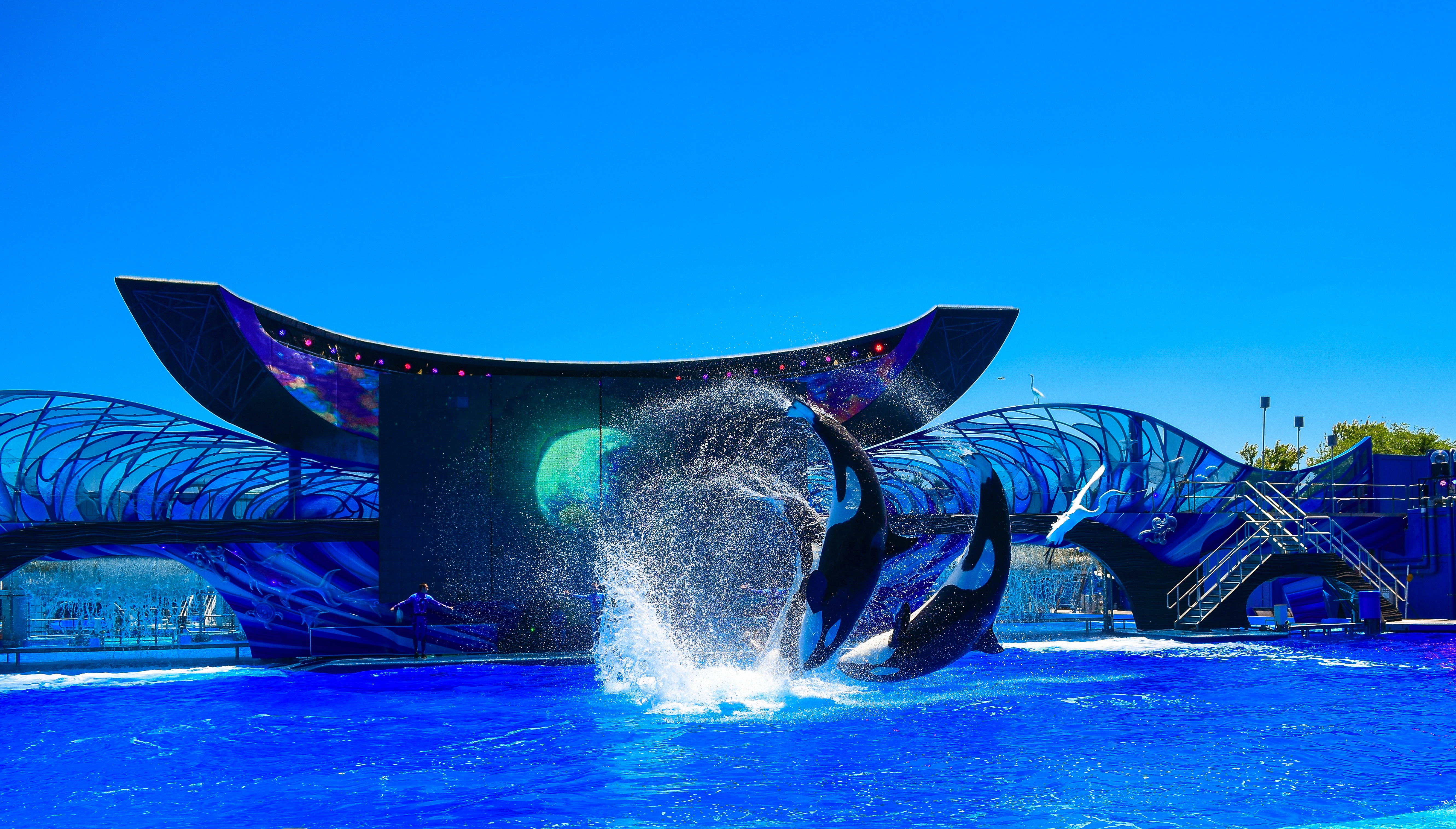 Orlando Florida Whale Killer free image download