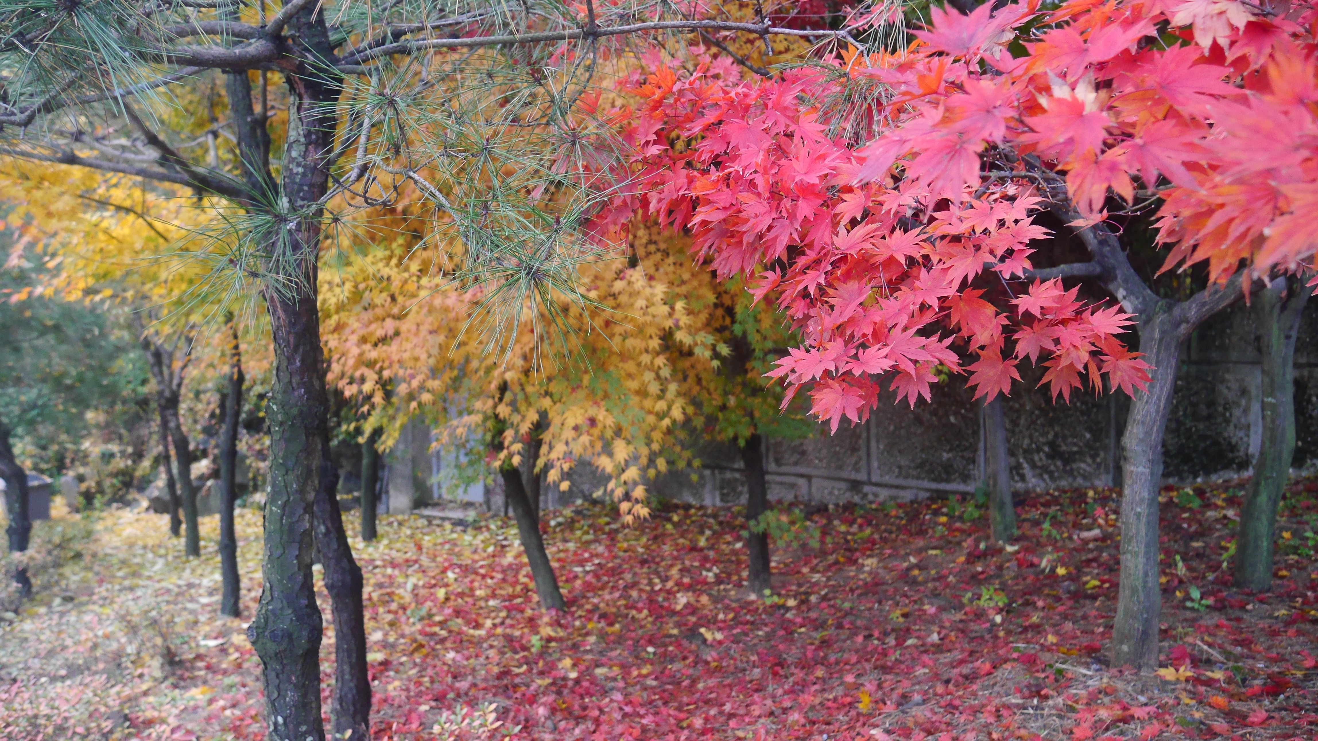 Colour Trees South Korea Autumn free image download