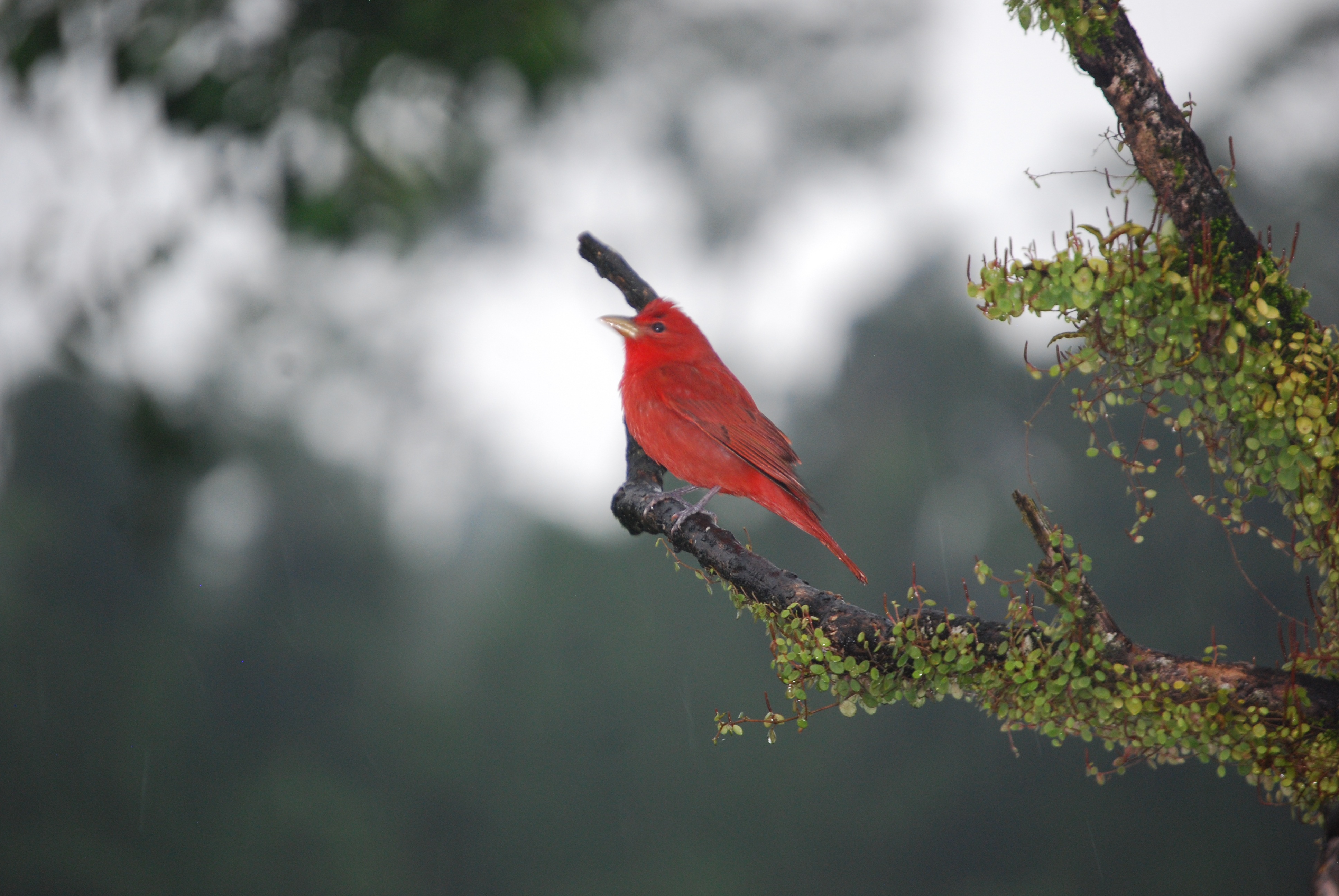 Goodly Red Bird free image download