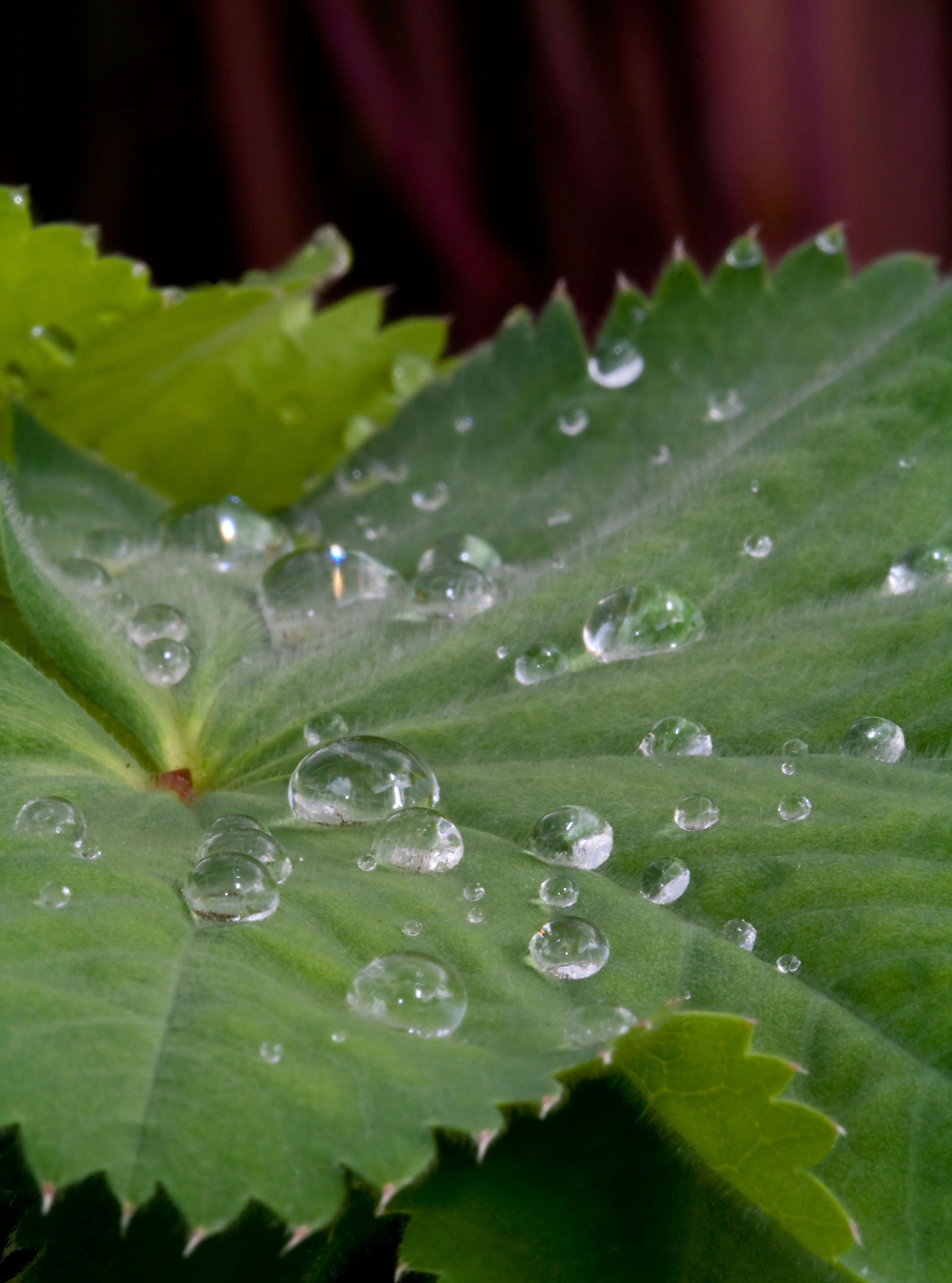 Leaf Water Droplet free image download