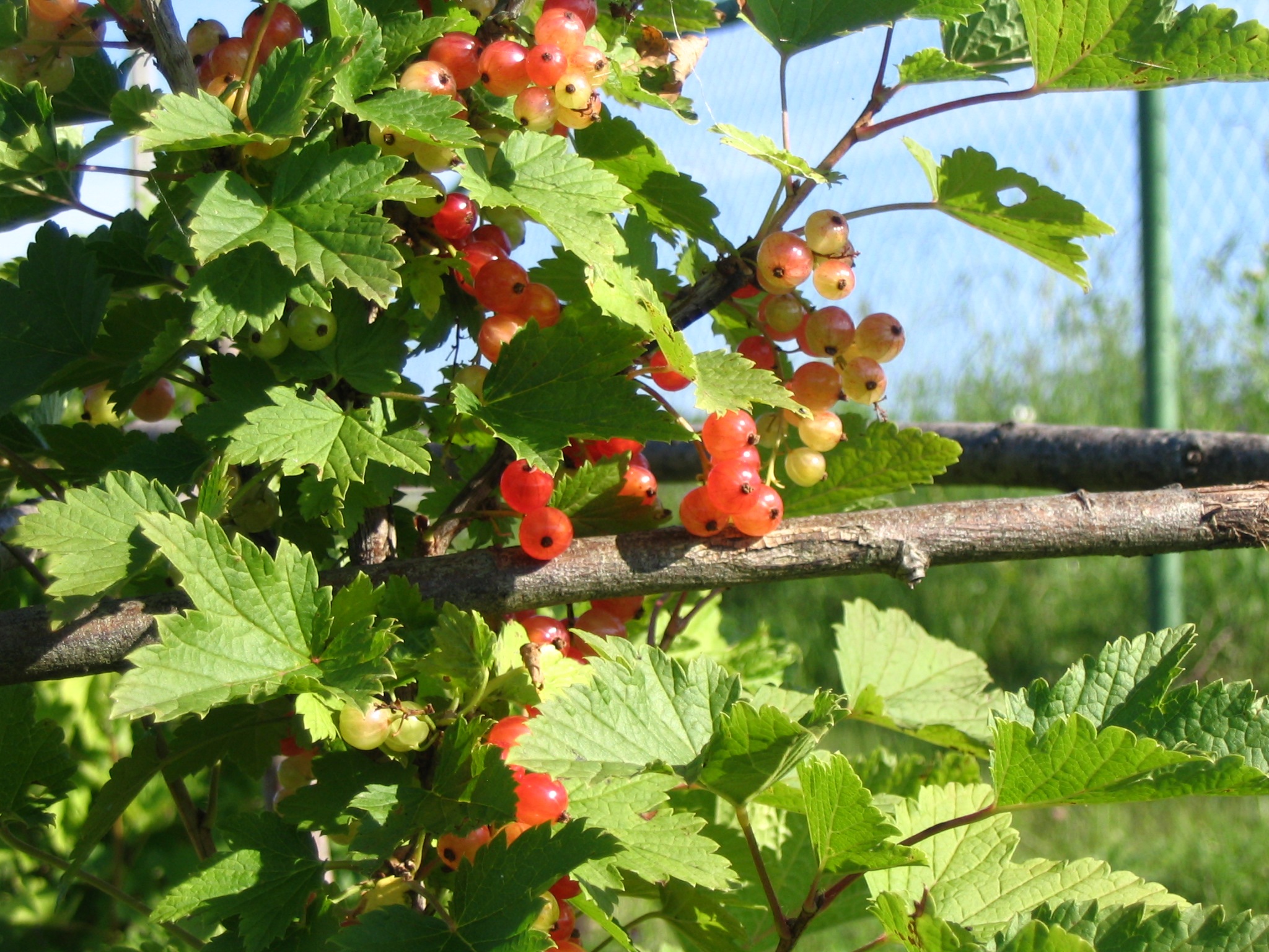 Berry Currant free image download