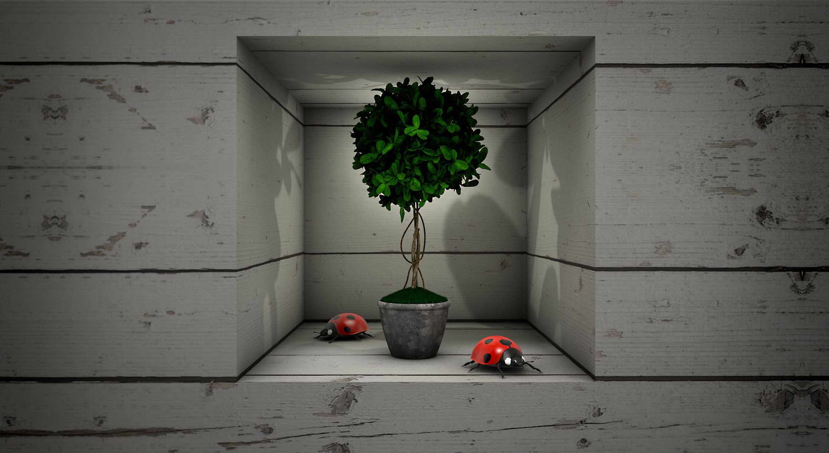 Beetle Plant Box free image download