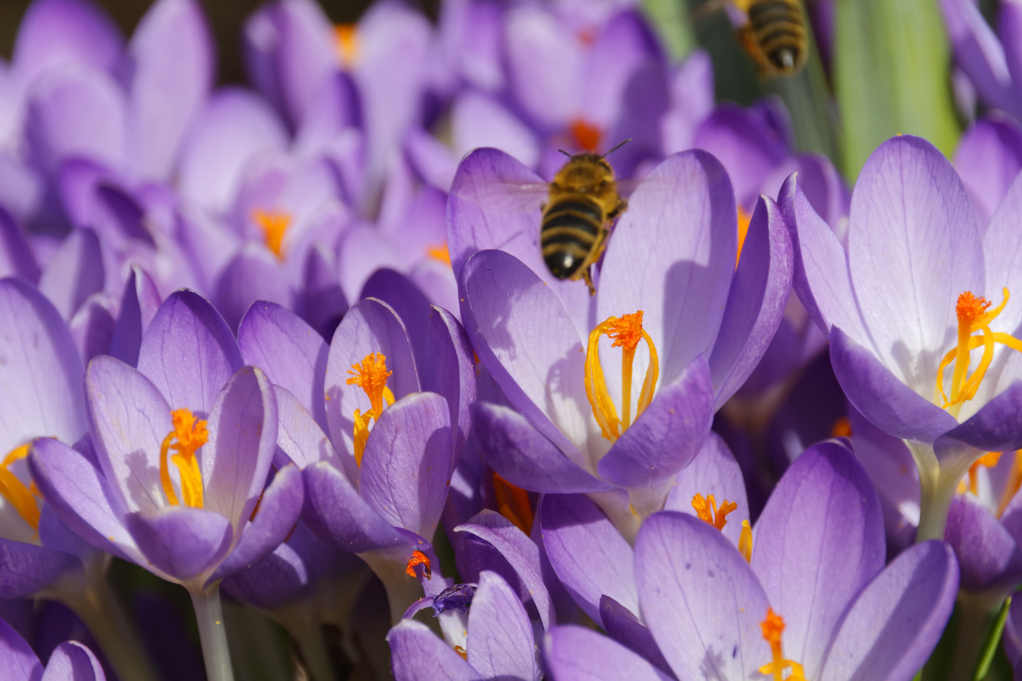 Crocus Flower Blossom free image download