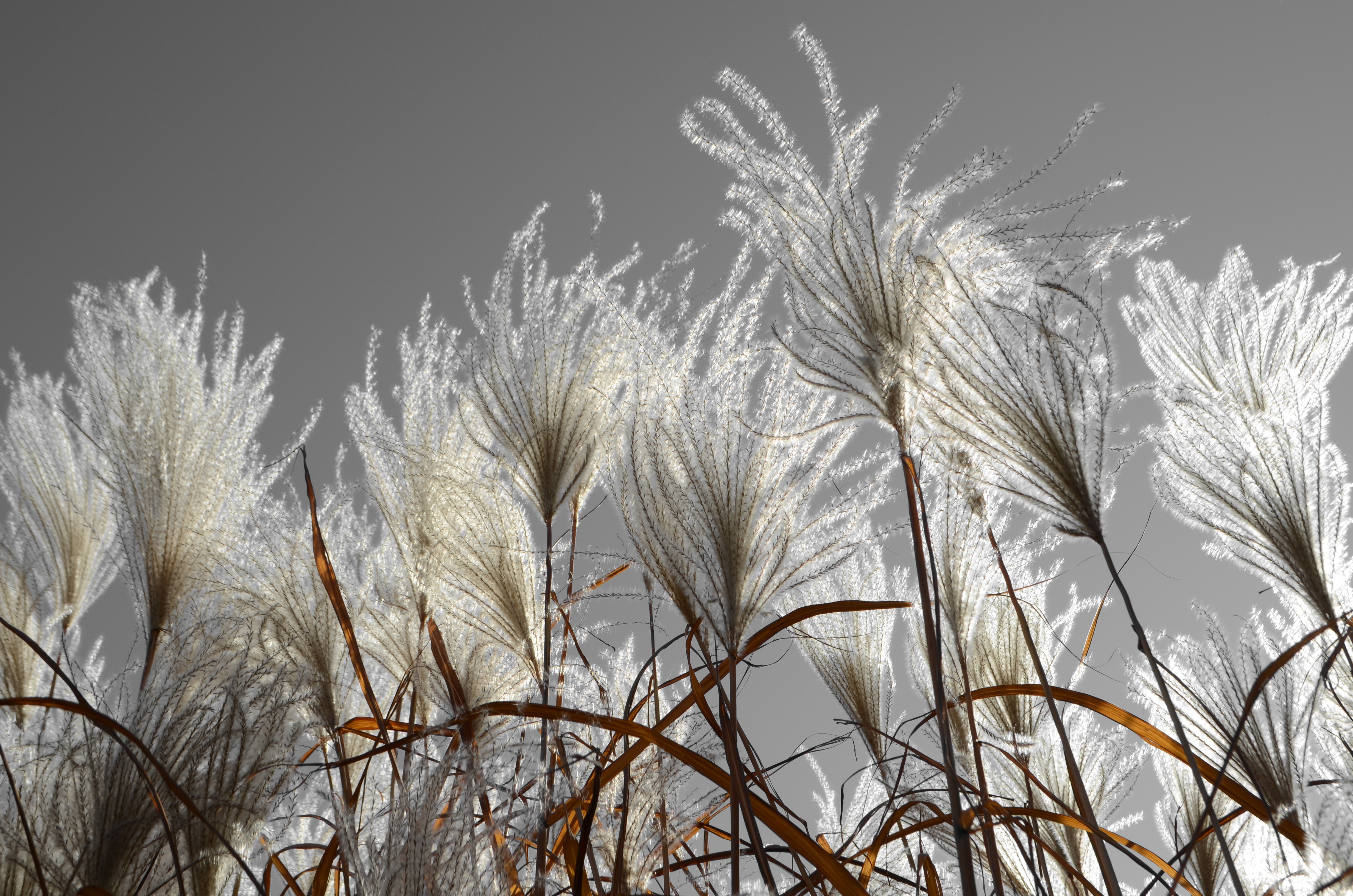 Grass Gray Tall free image download