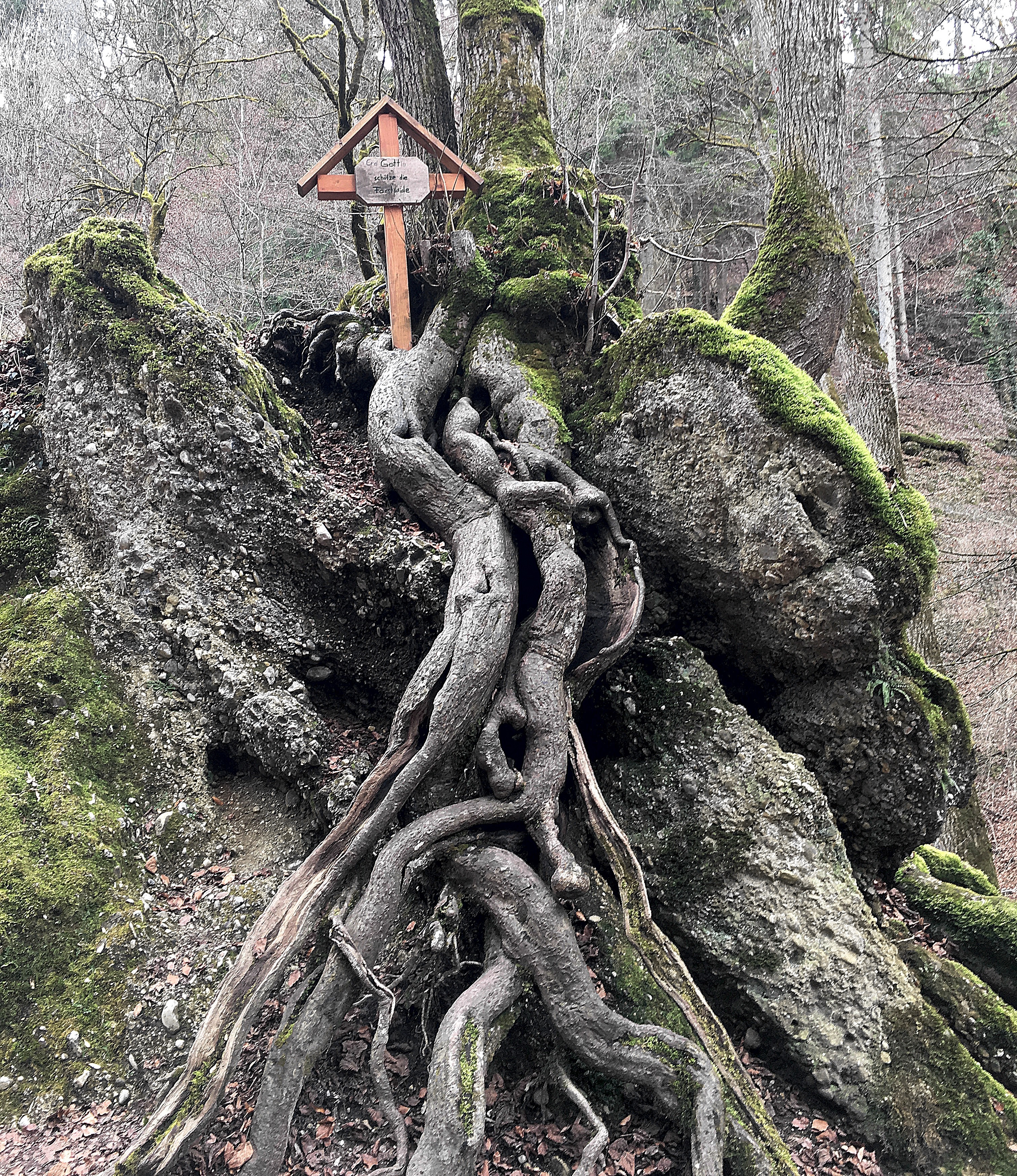 Grave on wooden roots free image download