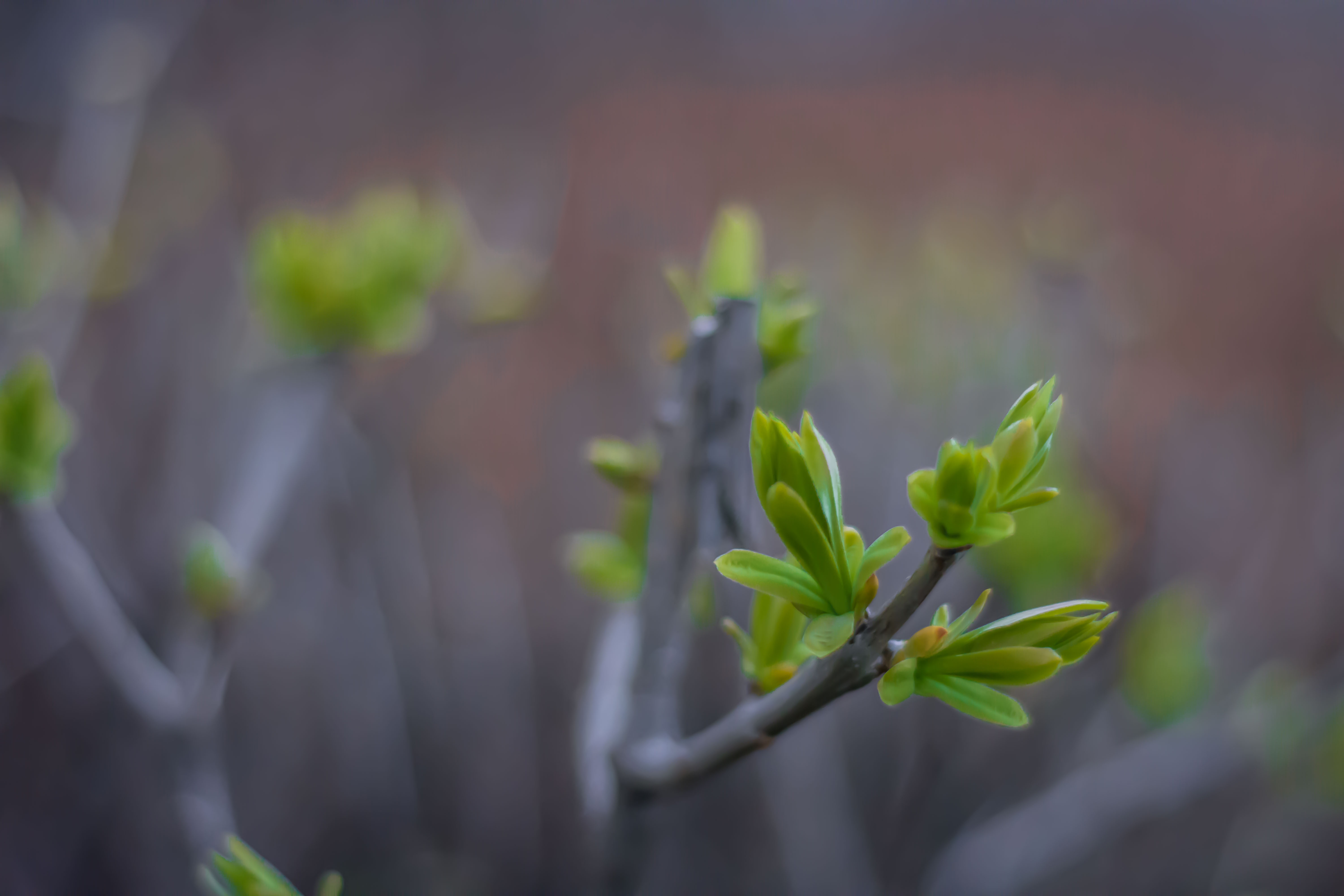 Spring Green Nature free image download